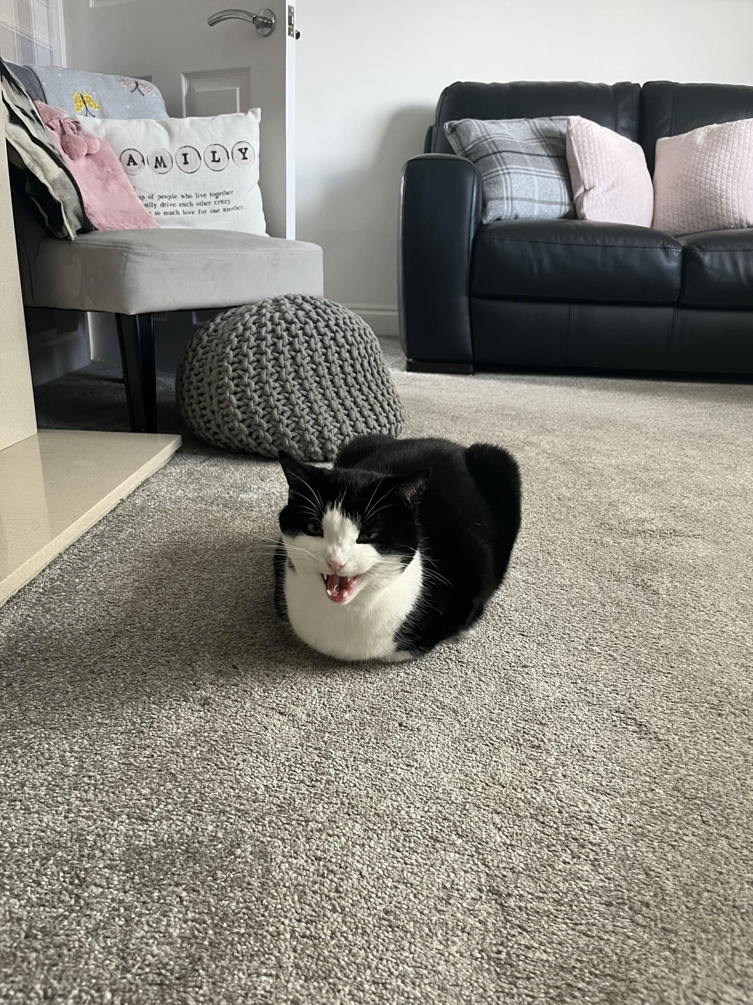 Loud loaf | Scrolller