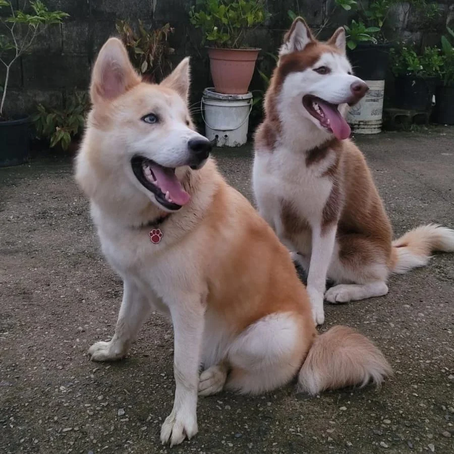 My Babygirl Yuki and her new BFF Rocket on their first play date | Scrolller