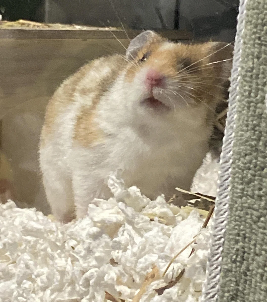 Thank you for all the advice :’) Meet Marble, the cutiest patootie ♥️ | Scrolller