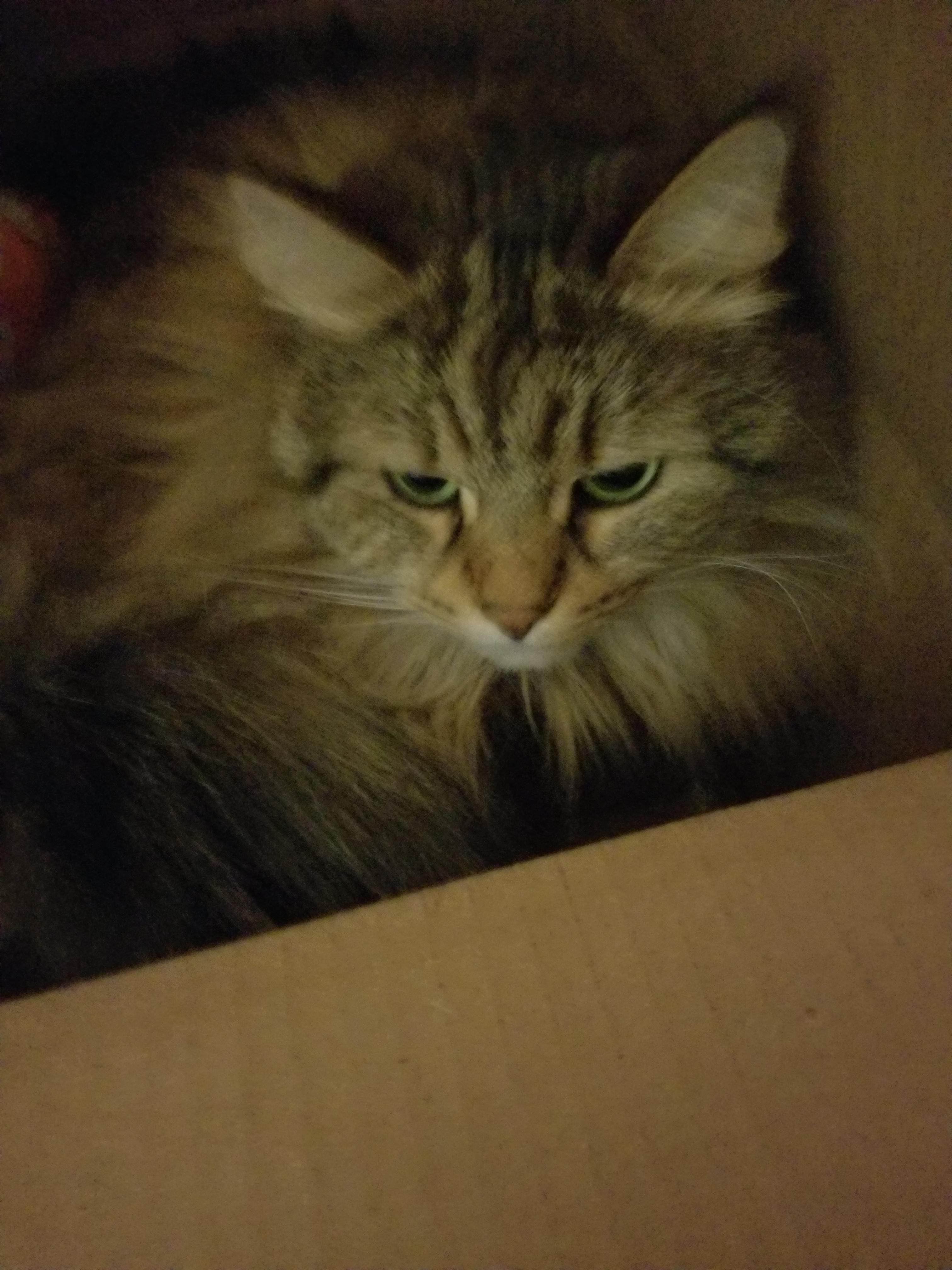Siberian in a box | Scrolller