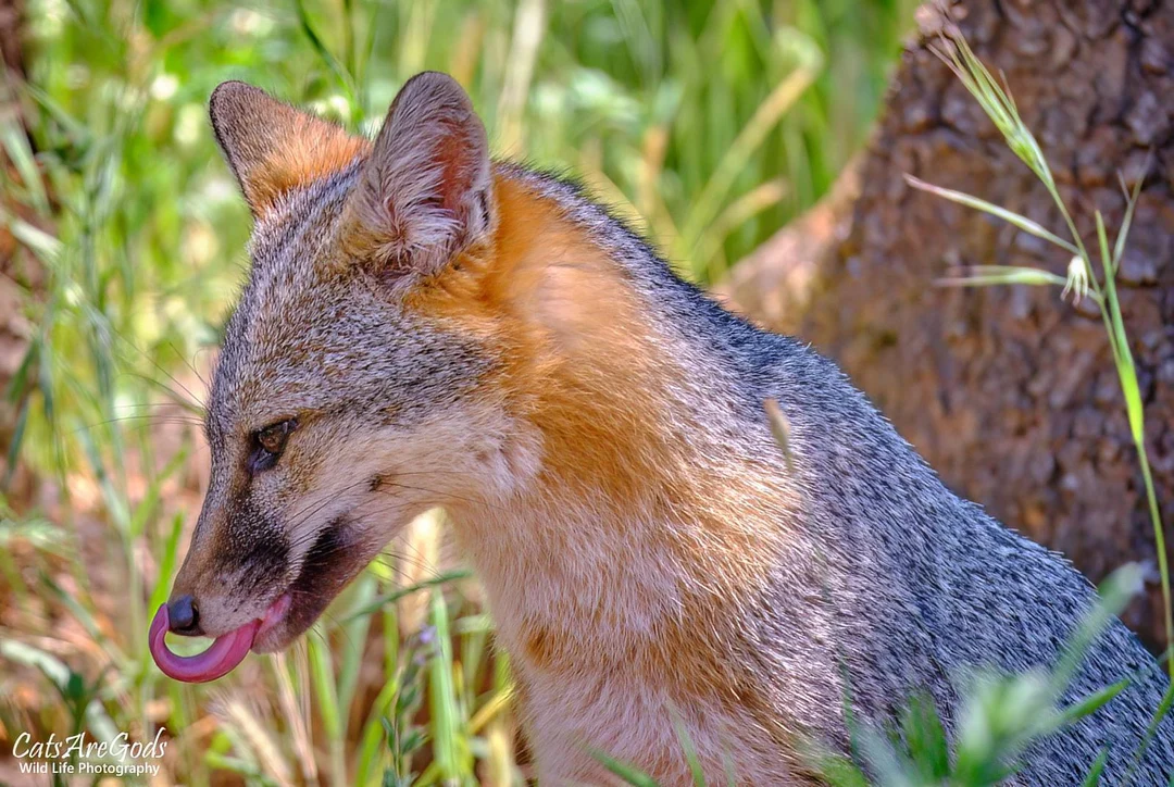 Gray Fox Mlem [OC] | Scrolller