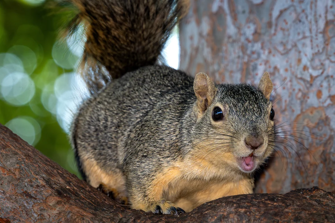 Squirrel | Scrolller