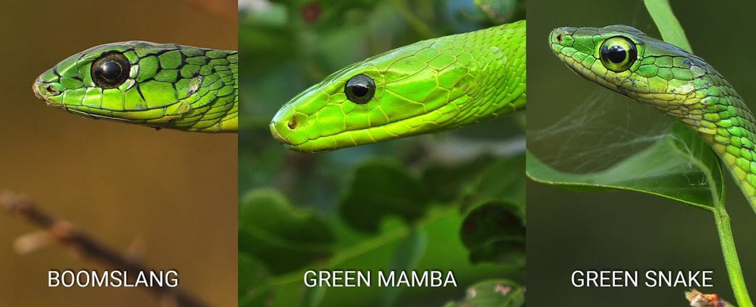 Africa is known for having different types of green, tree-living snakes, that may initially look ...
