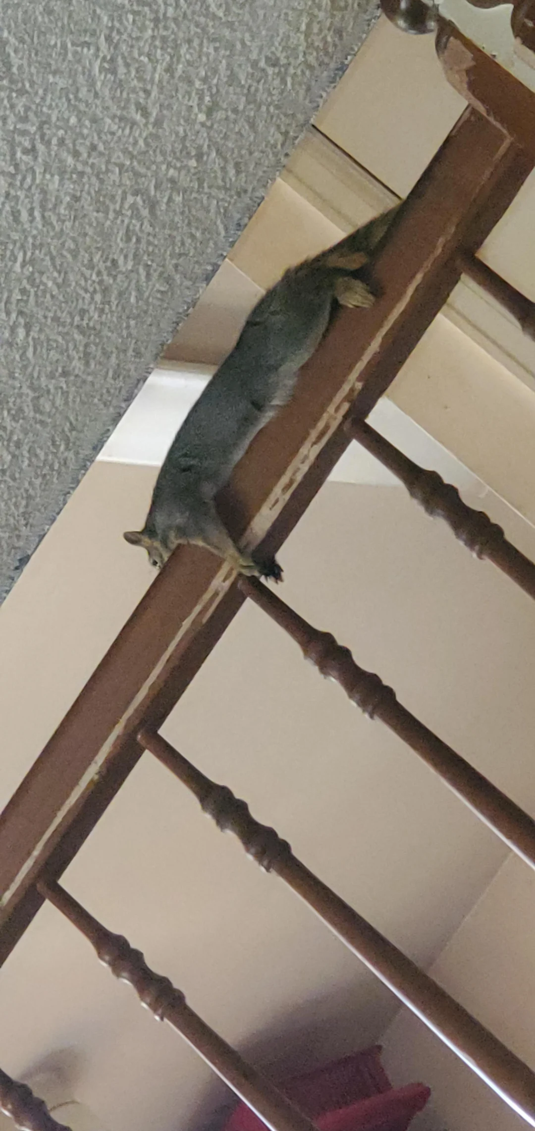 hot day sploot | Scrolller