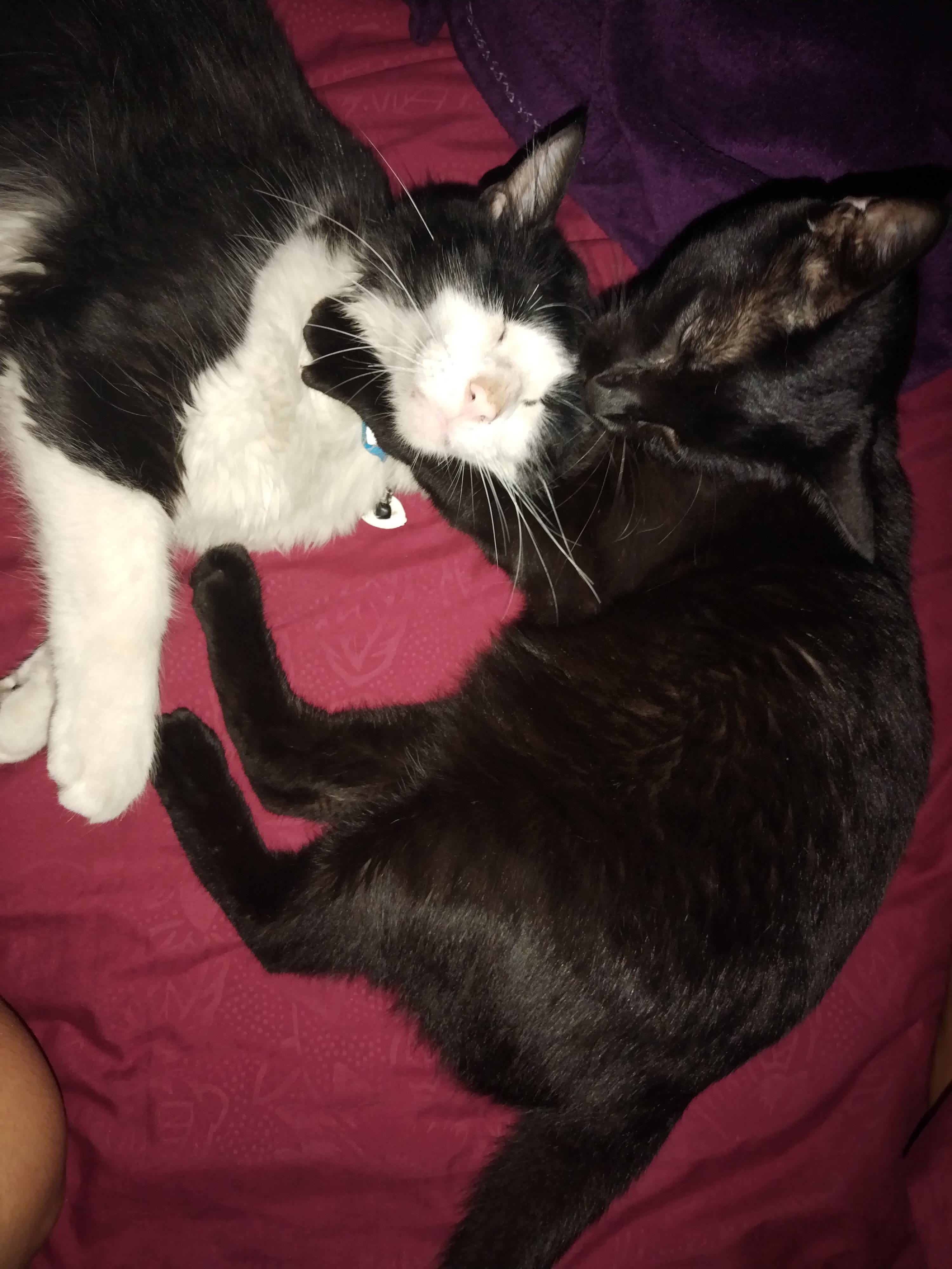 Lilith Kiss His Cousin Odin Scrolller