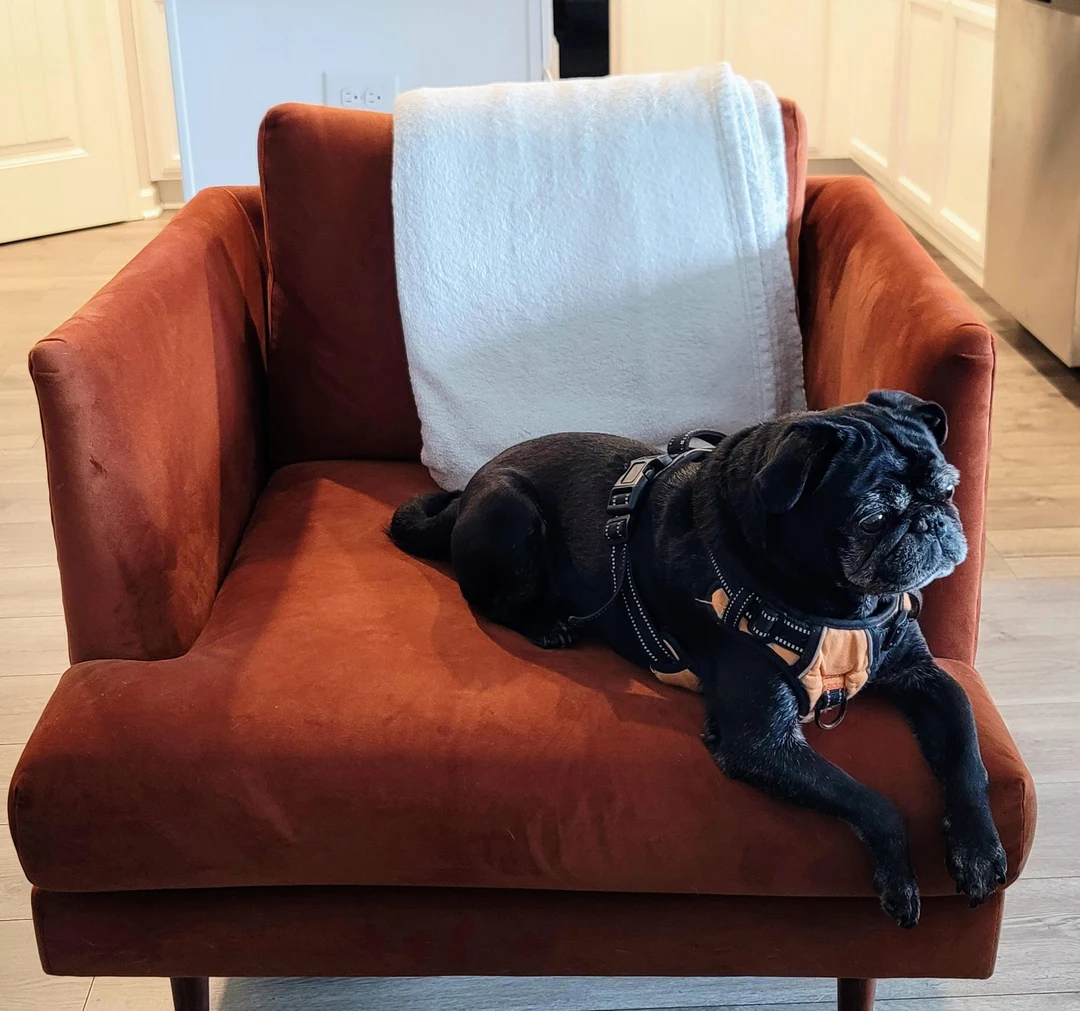 Velvet pug | Scrolller