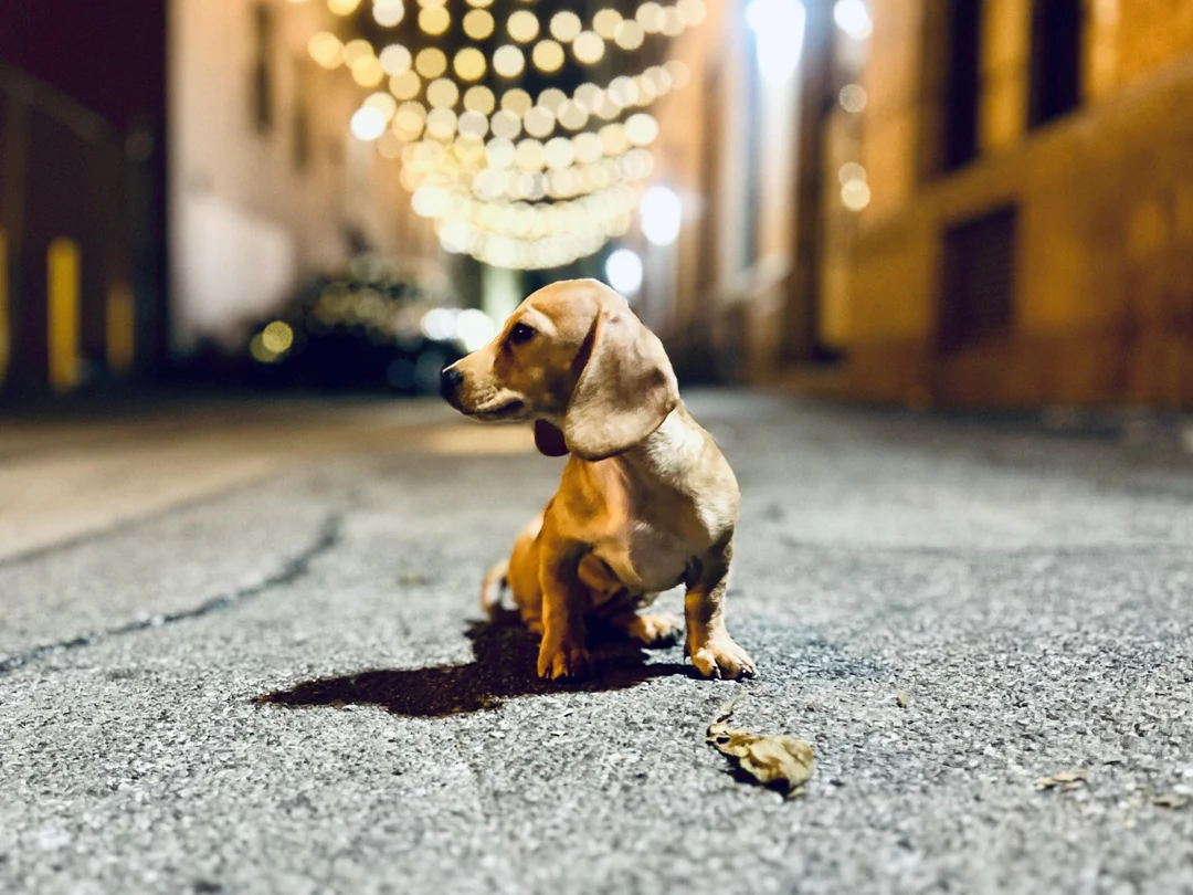 Me and my wife got a new lil girl, meet Papa Dirt | Scrolller