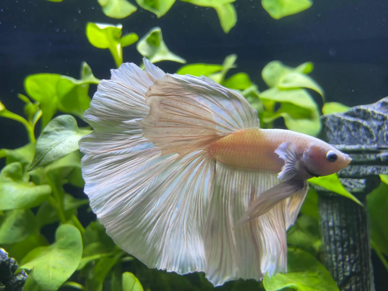 Help identify!! | Scrolller