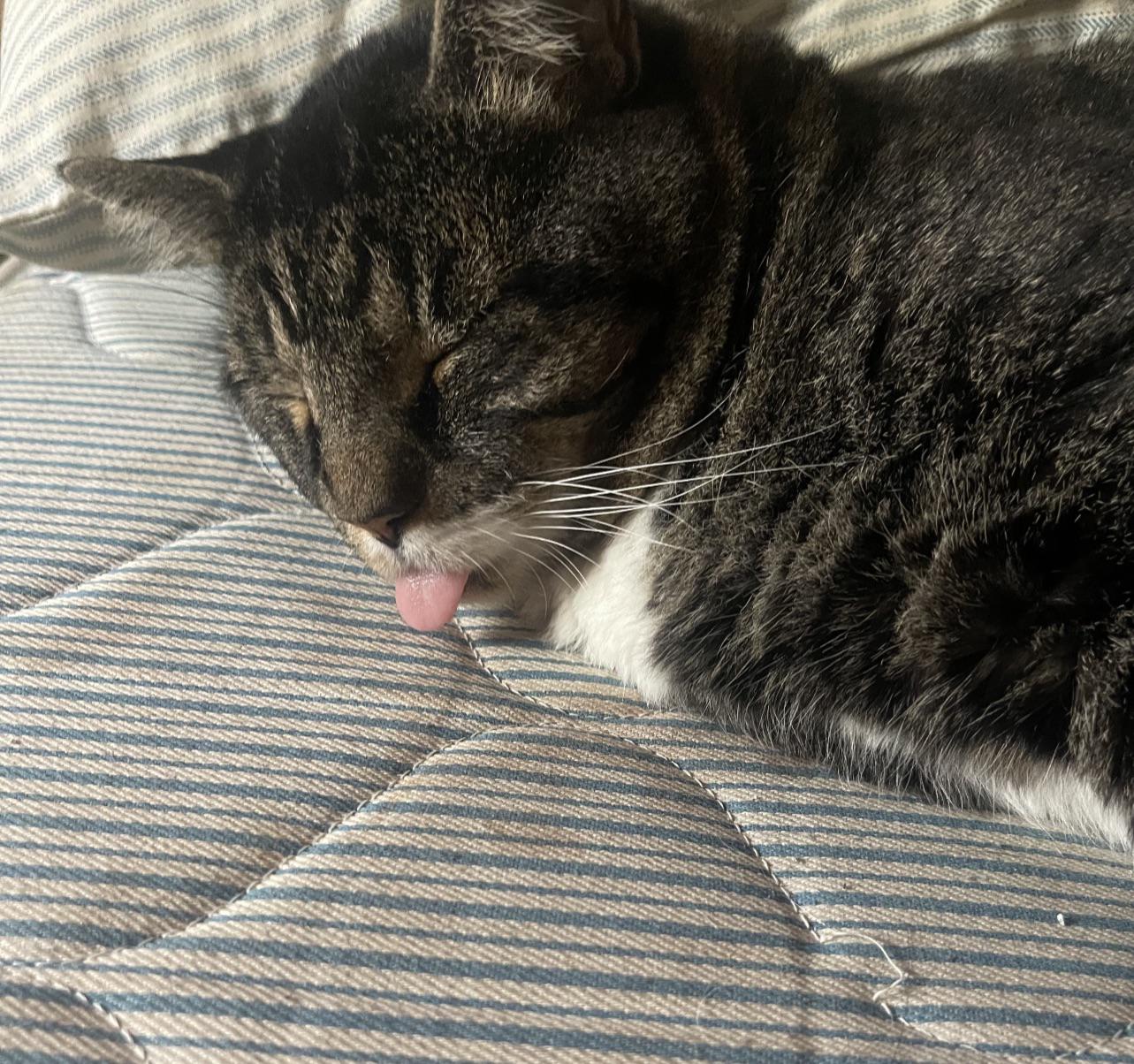 Got his teeth removed = big ole bleps | Scrolller