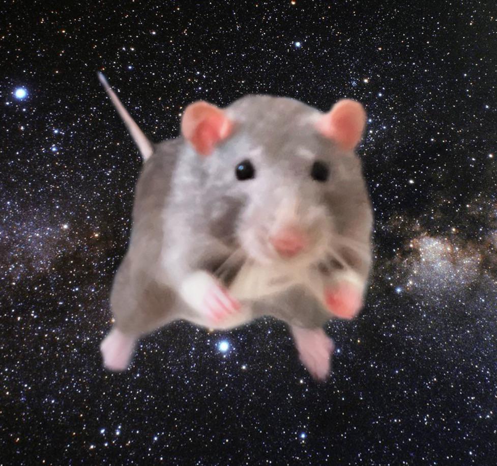 Mr rat in space | Scrolller