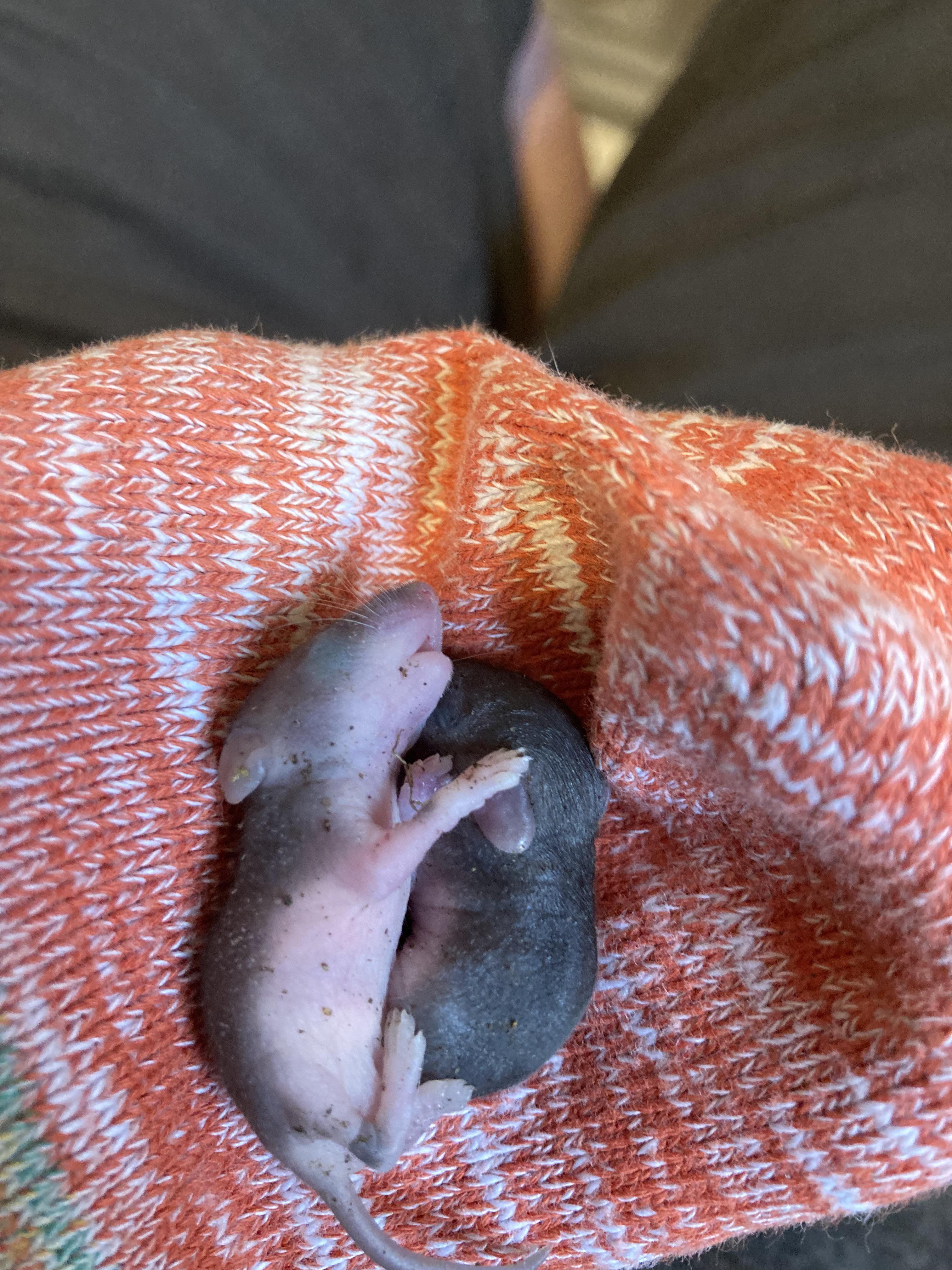 Orphan mice | Scrolller