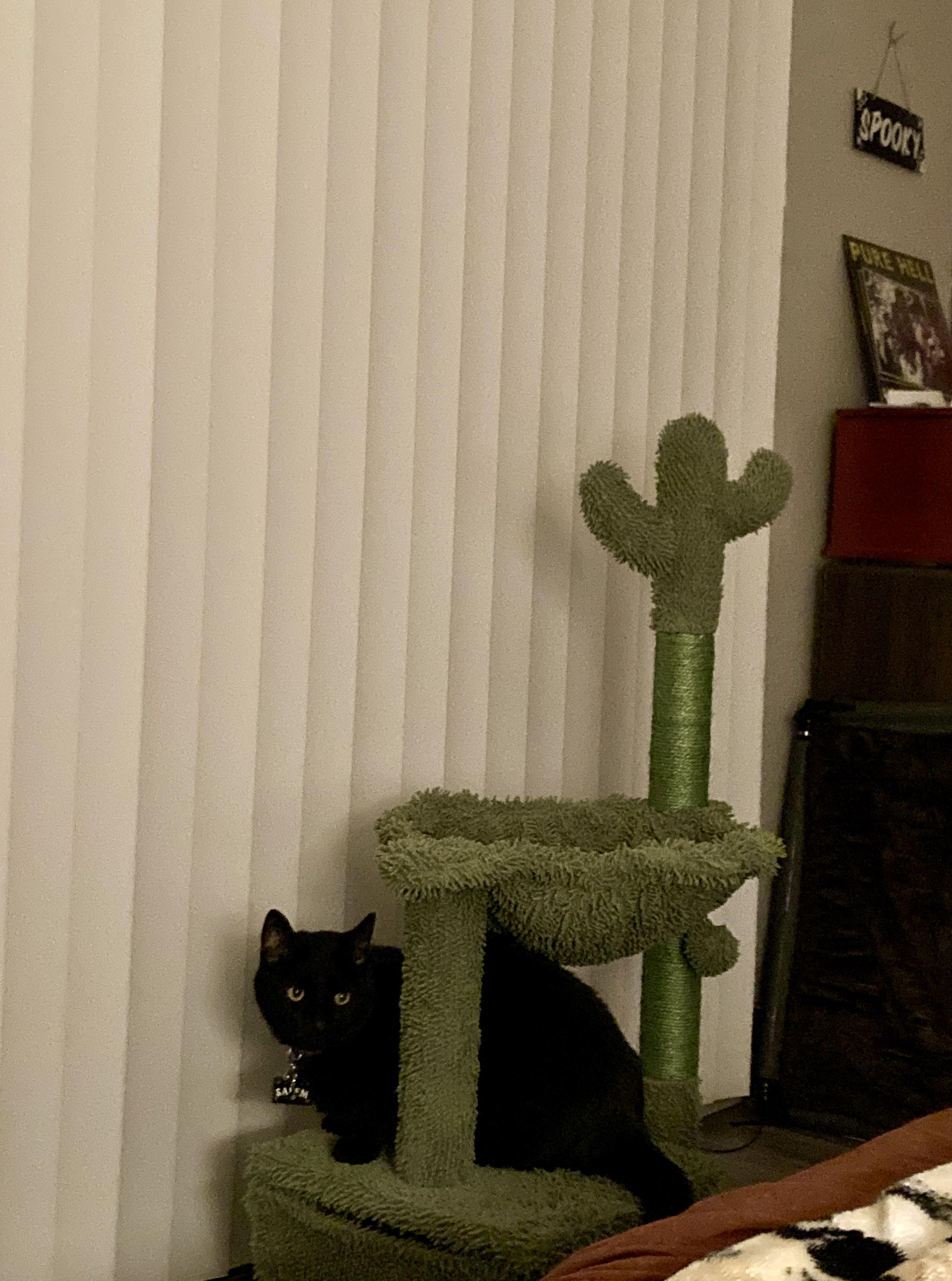 My void is a creature of the night. | Scrolller