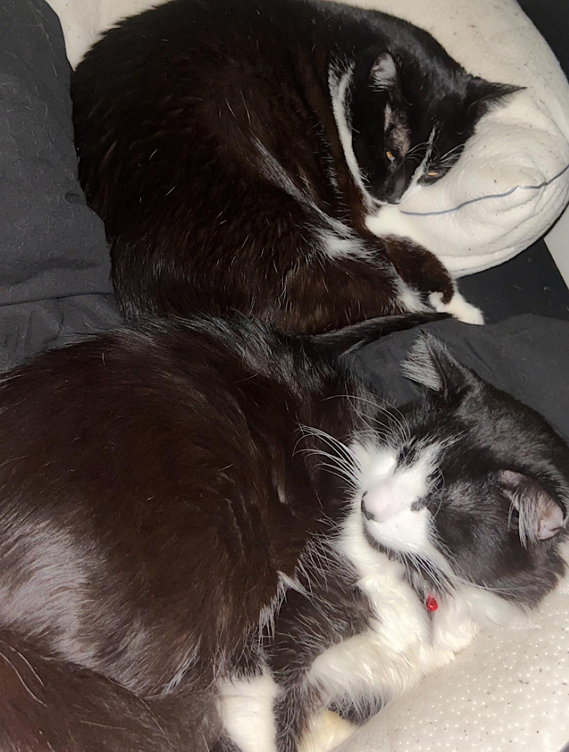 My ultra stinky tuxedo boys, Merrick and Jackson | Scrolller