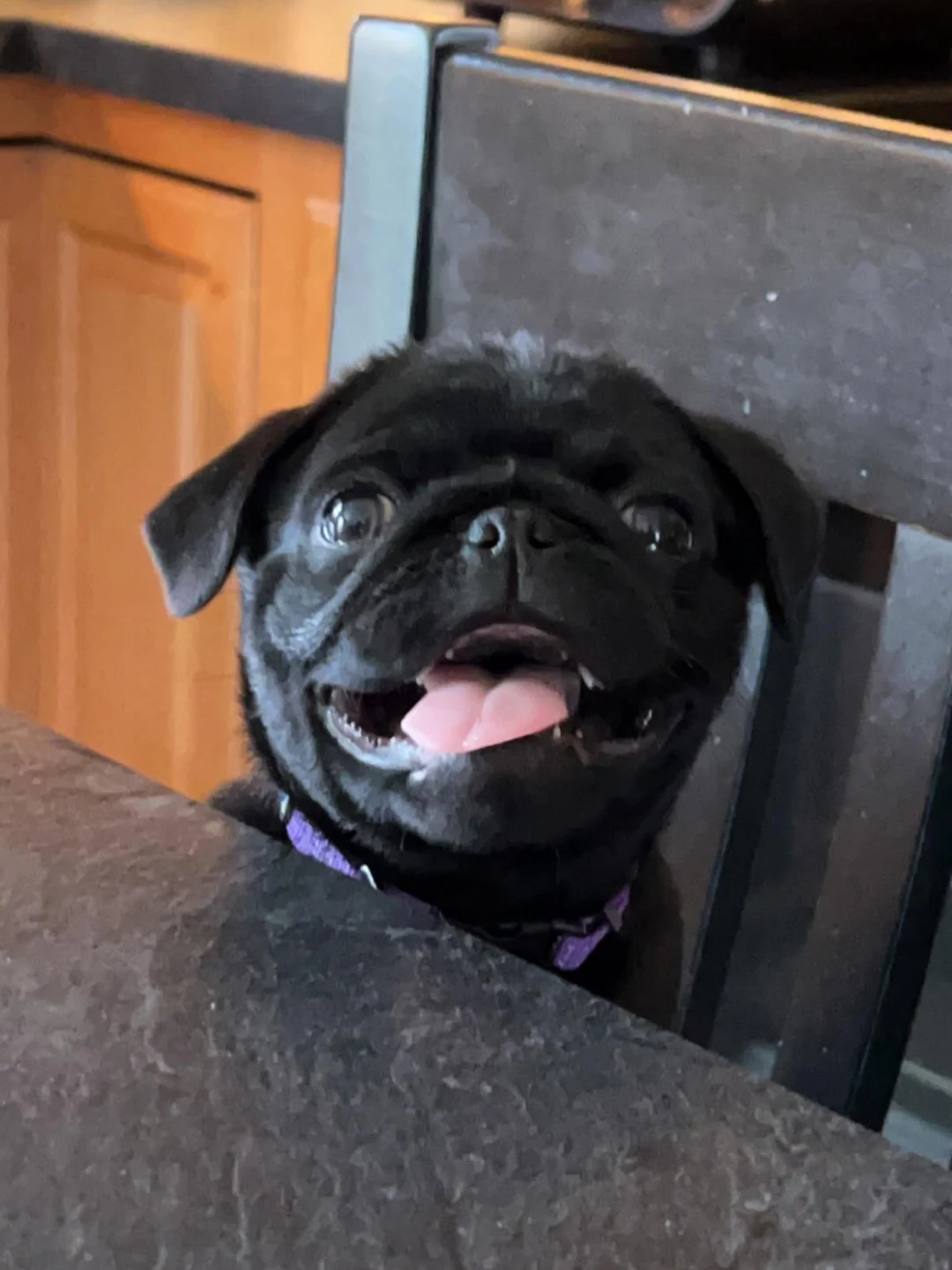 Zuko loves sitting at the kitchen counter! | Scrolller