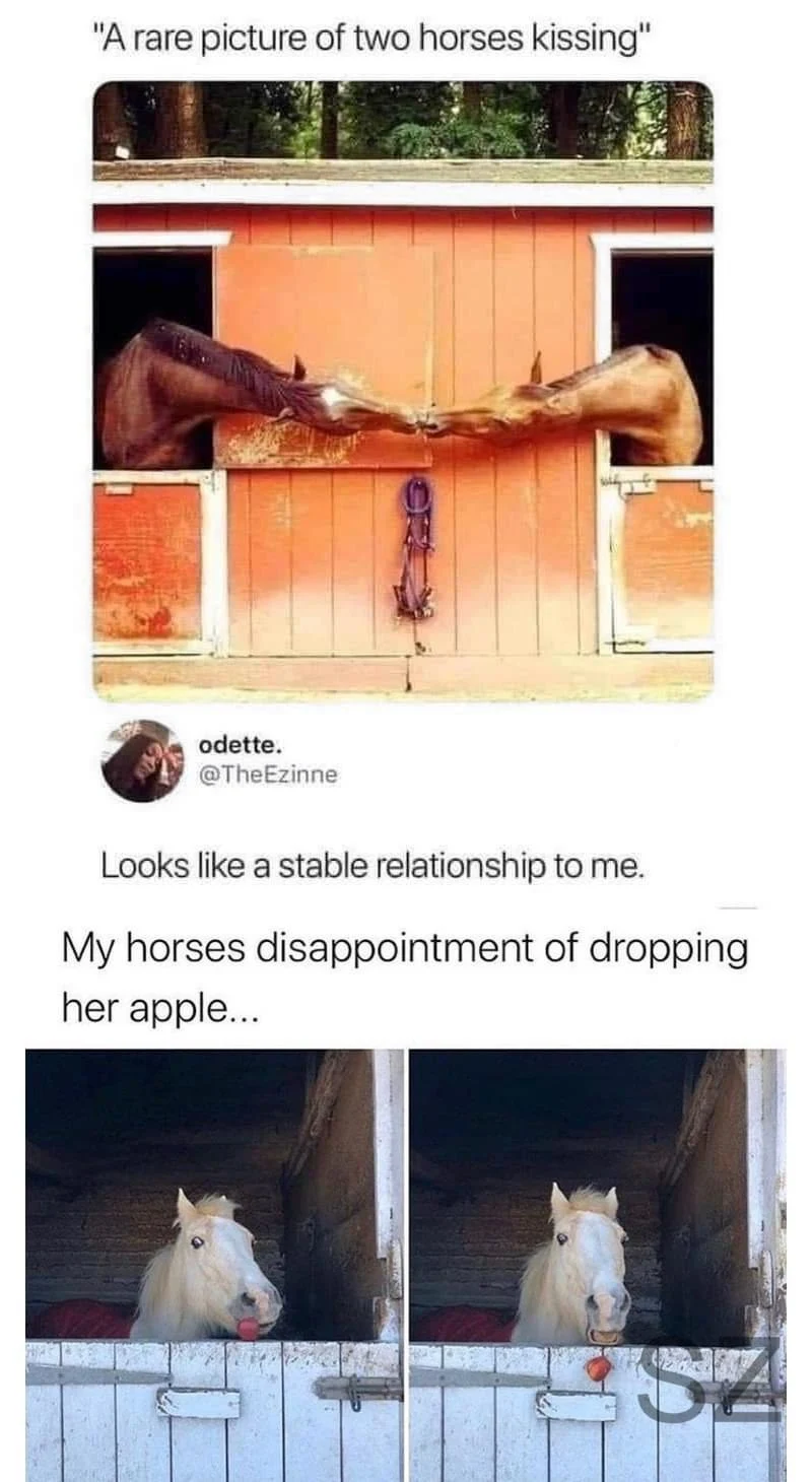 Stable relationship | Scrolller