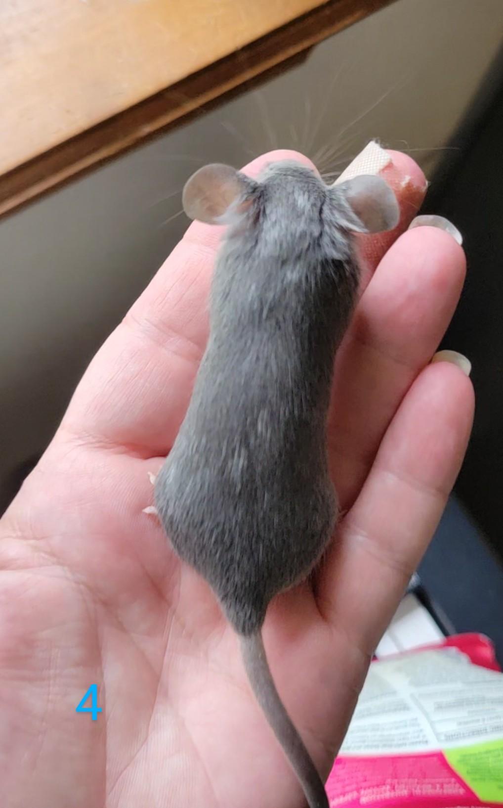 Baby mice | Scrolller