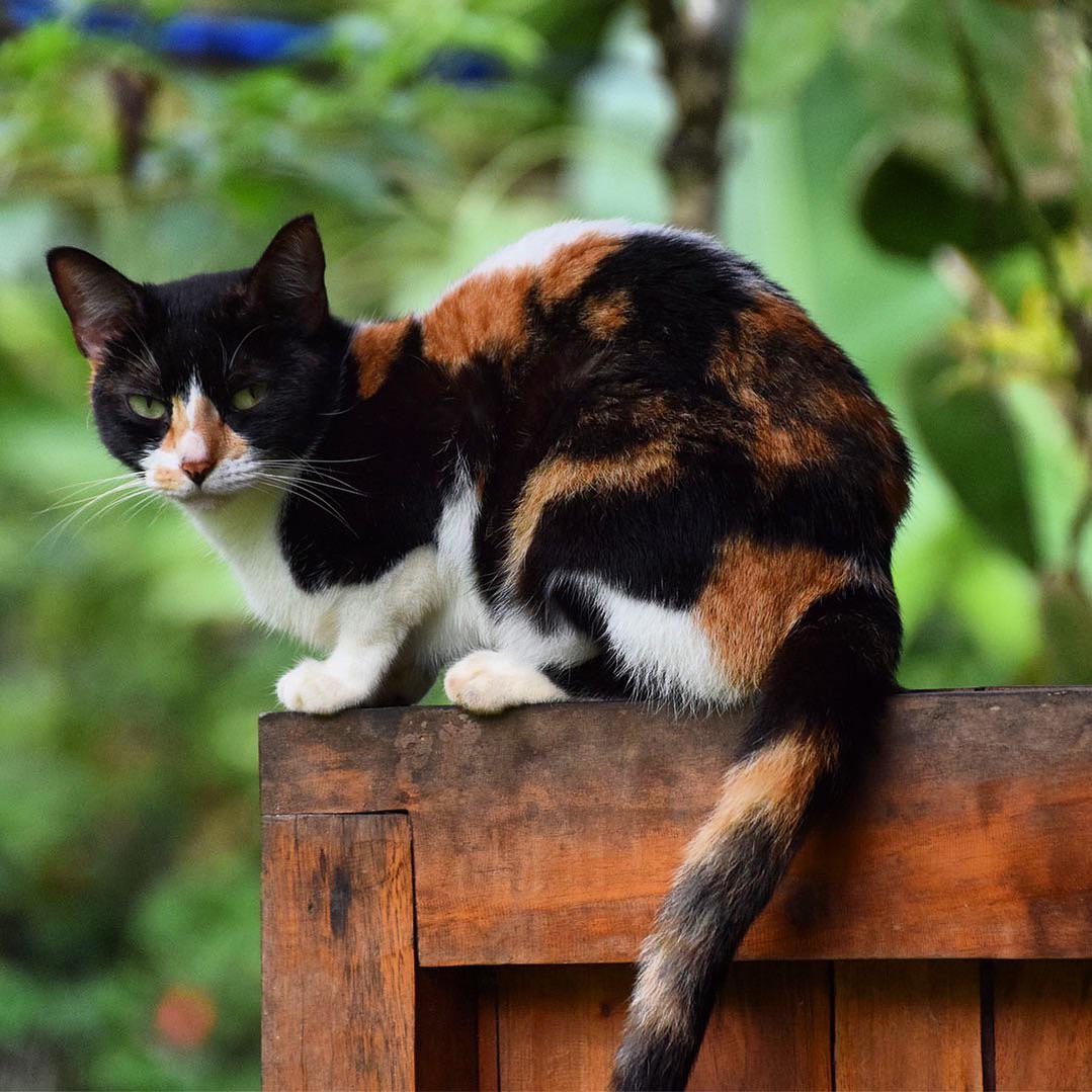 Mimi, my tiny tiger | Scrolller