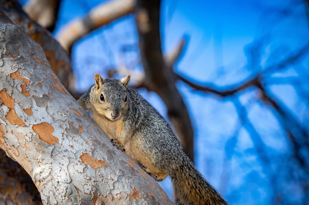 Winter Squirrel | Scrolller