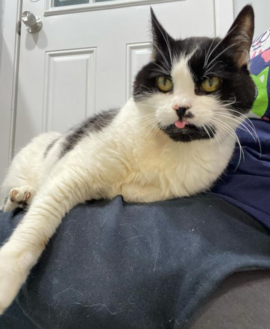 Cute and small blep | Scrolller