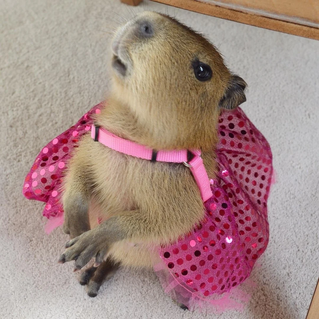 Pretty capybara 🥰 | Scrolller
