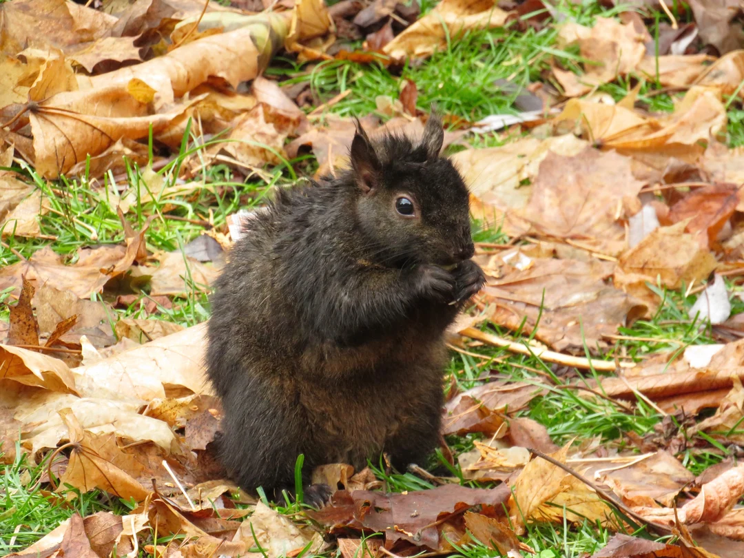 Wiggles showed up with bedhead. | Scrolller