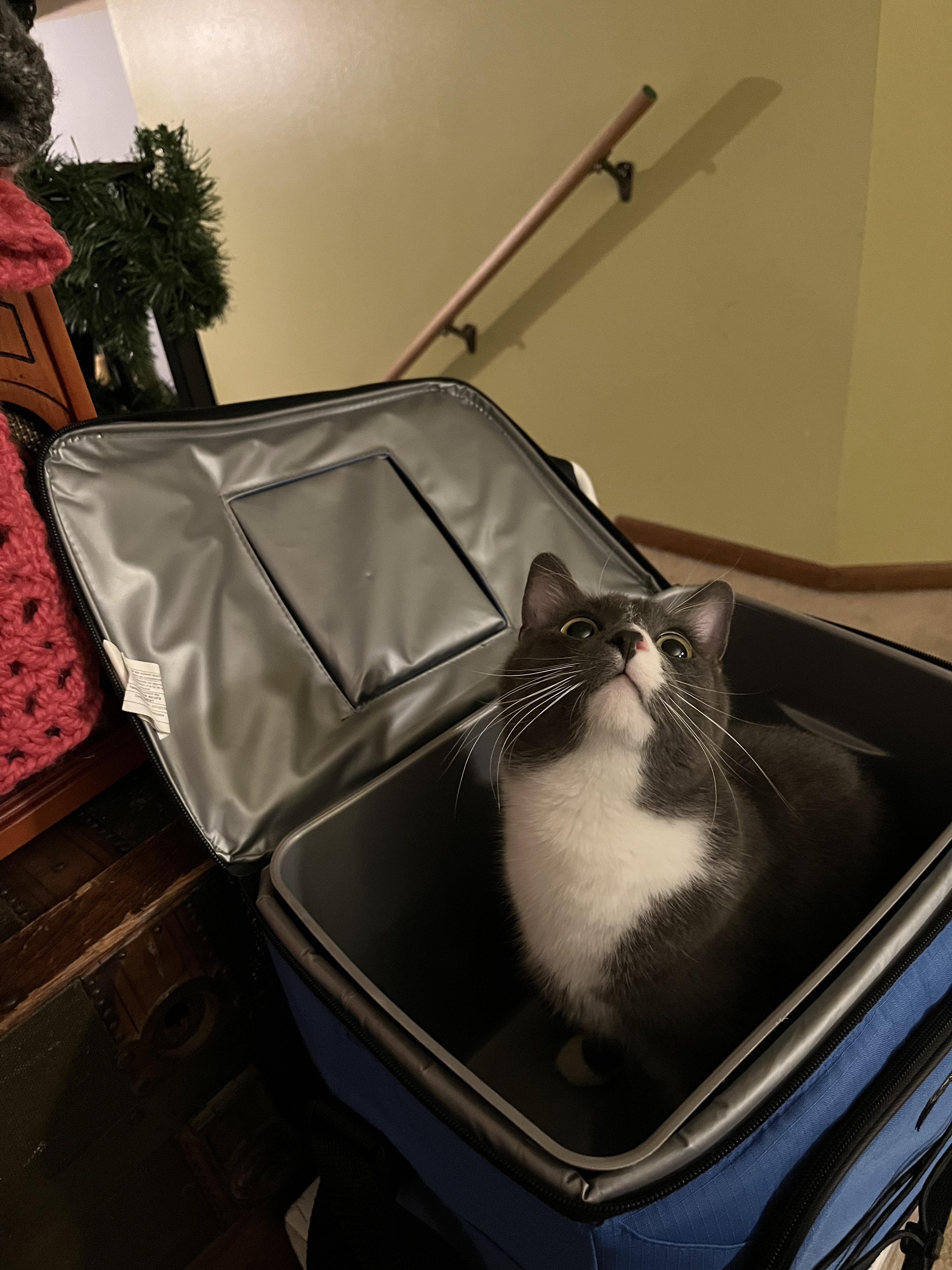 Couldn’t resist the open cooler & I can’t resist his little nose. | Scrolller