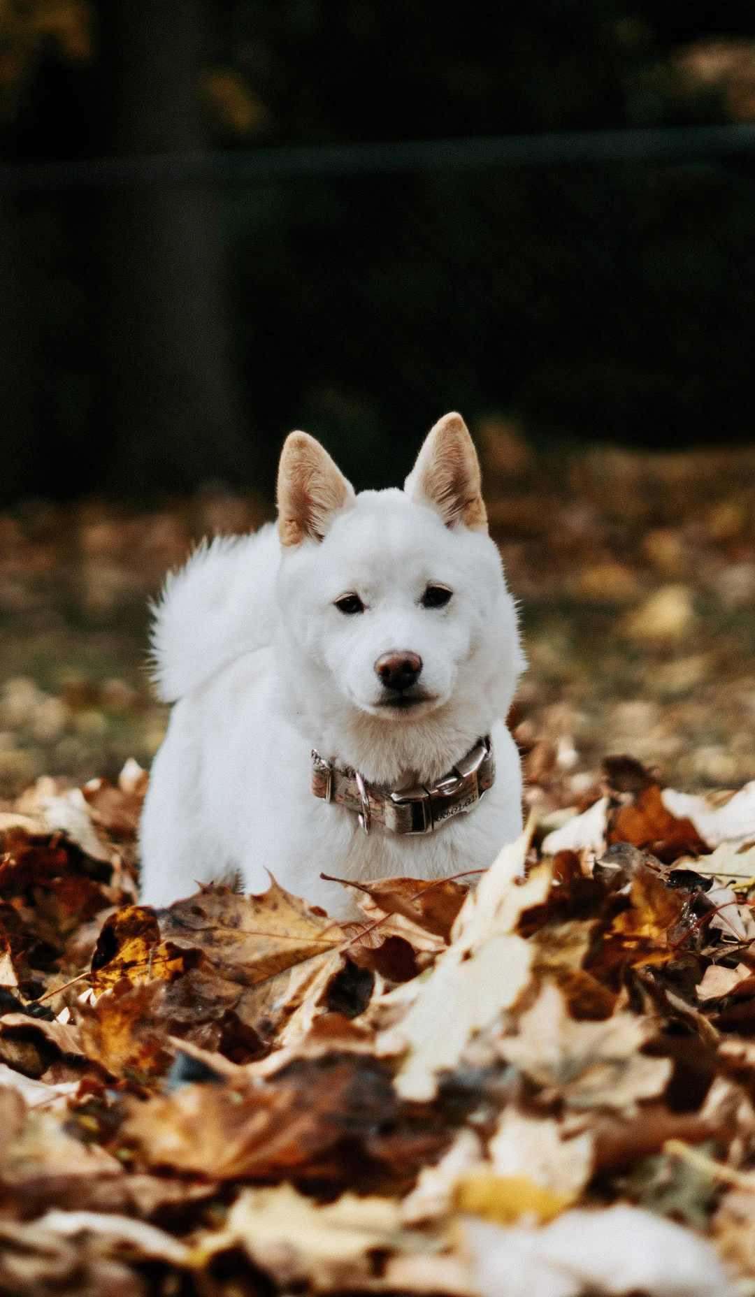 Leaf piles are the best | Scrolller