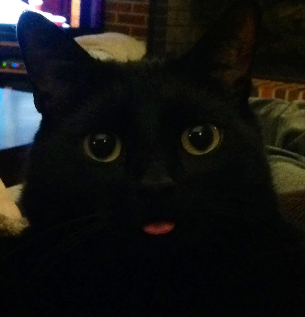(OC) My blep baby Niner, named after the scene in Tommy Boy, where ...