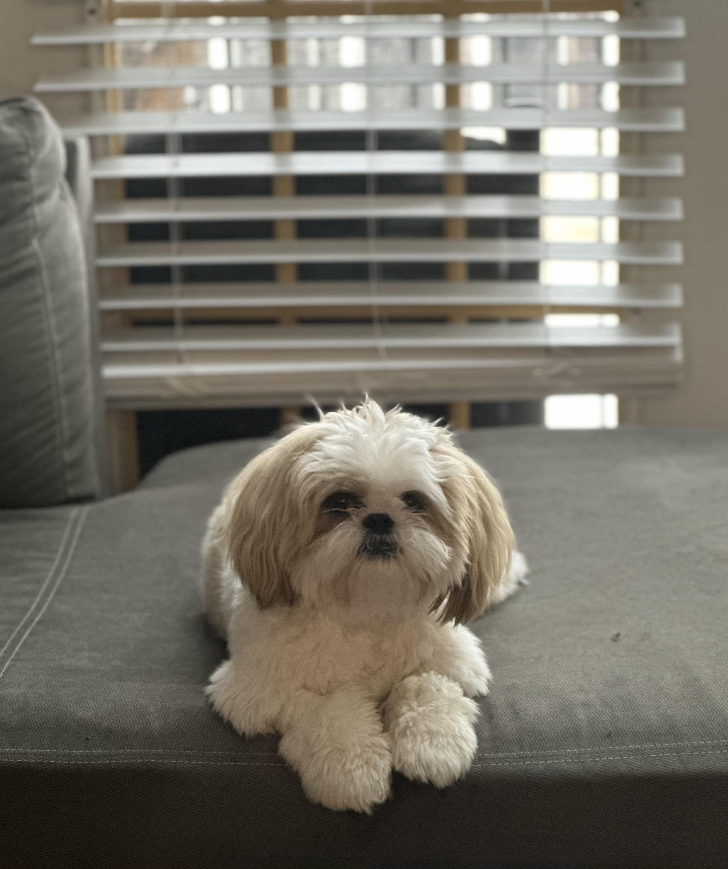 Ollivander Turned One Today | Scrolller