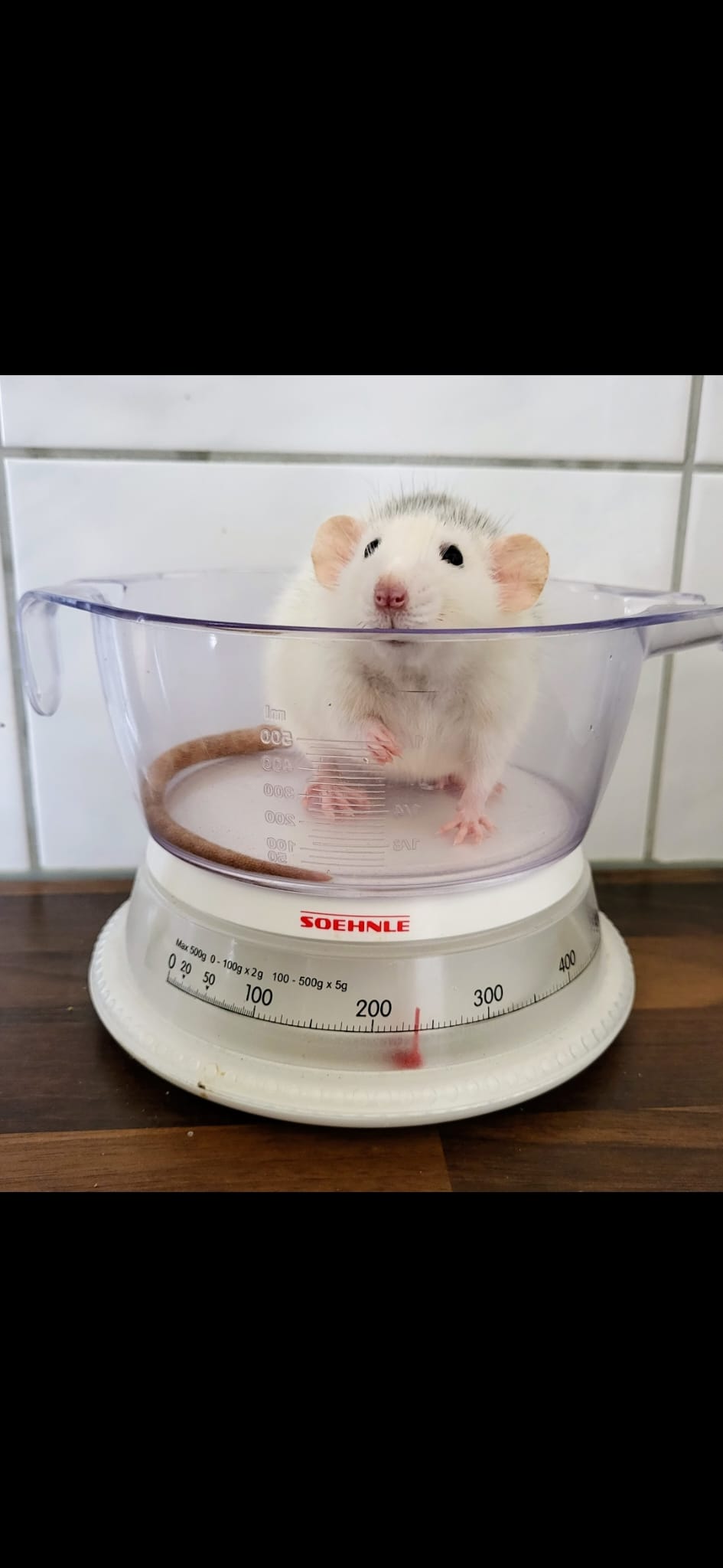 Pippin!! | Scrolller