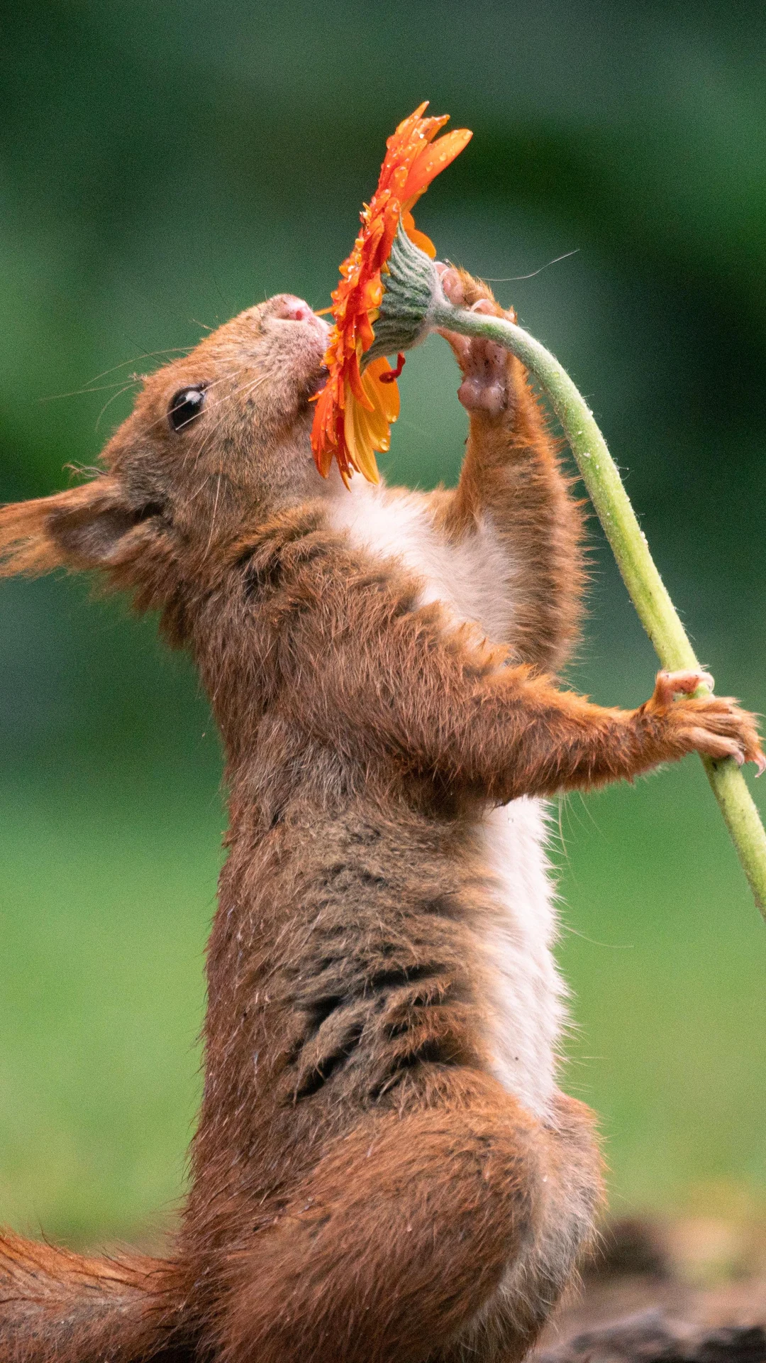 Red Squirrel is smelling a flower | Scrolller