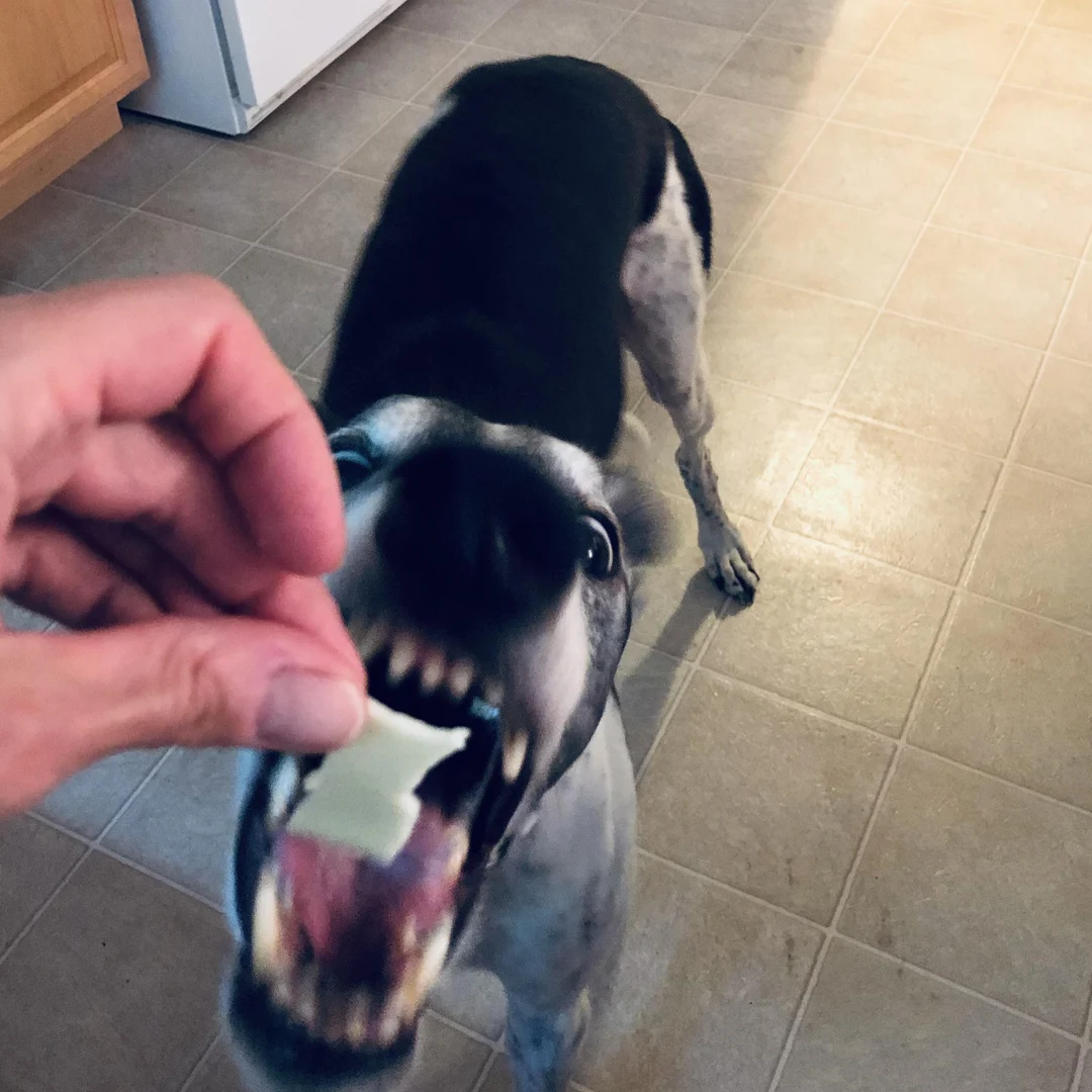 Cheese ! | Scrolller