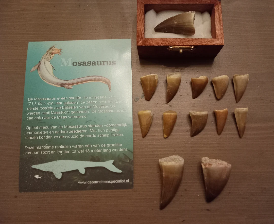 Mosasaur teeth from Marocco | Scrolller