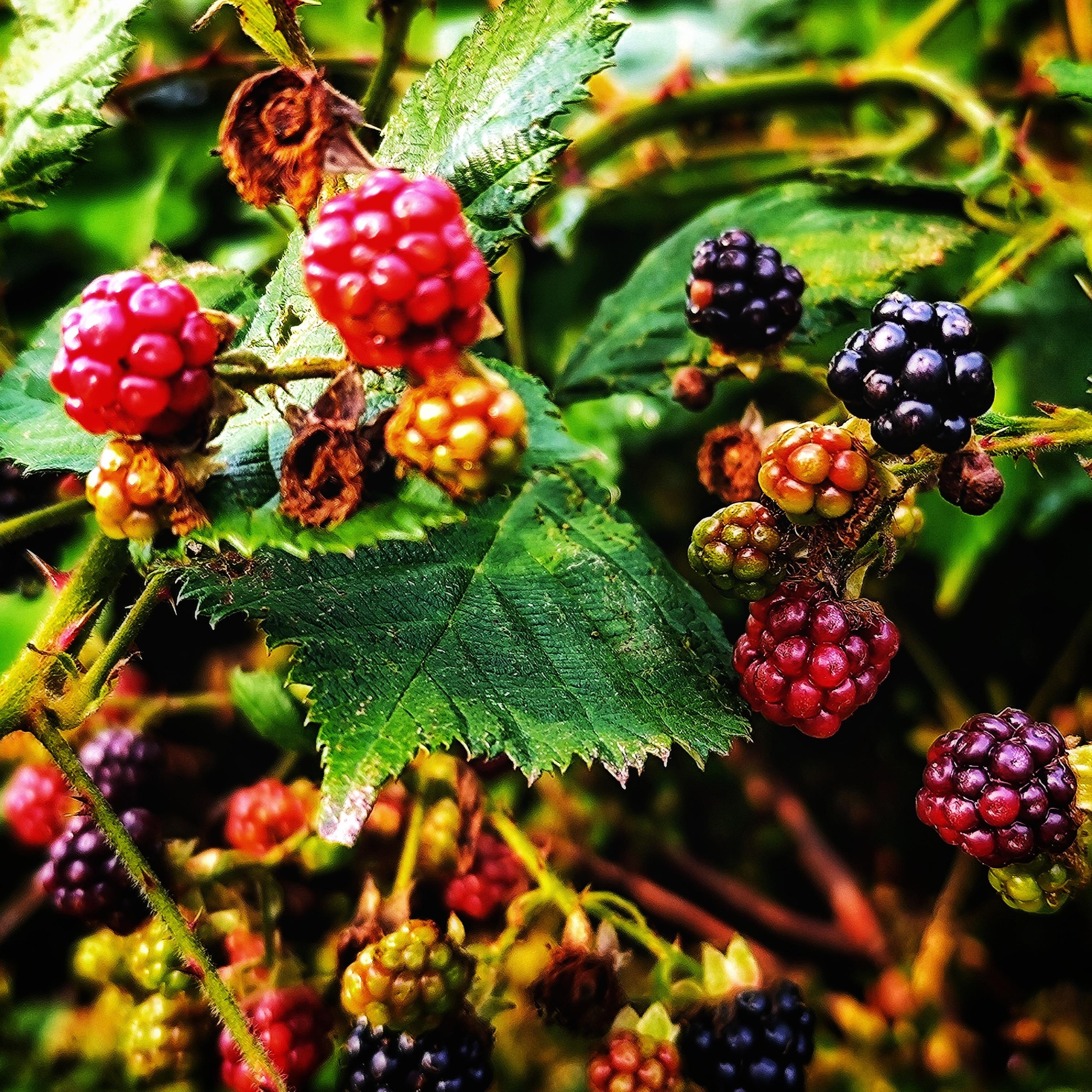 Discover more like Photo: Fall fruits and Related Content | Scrolller