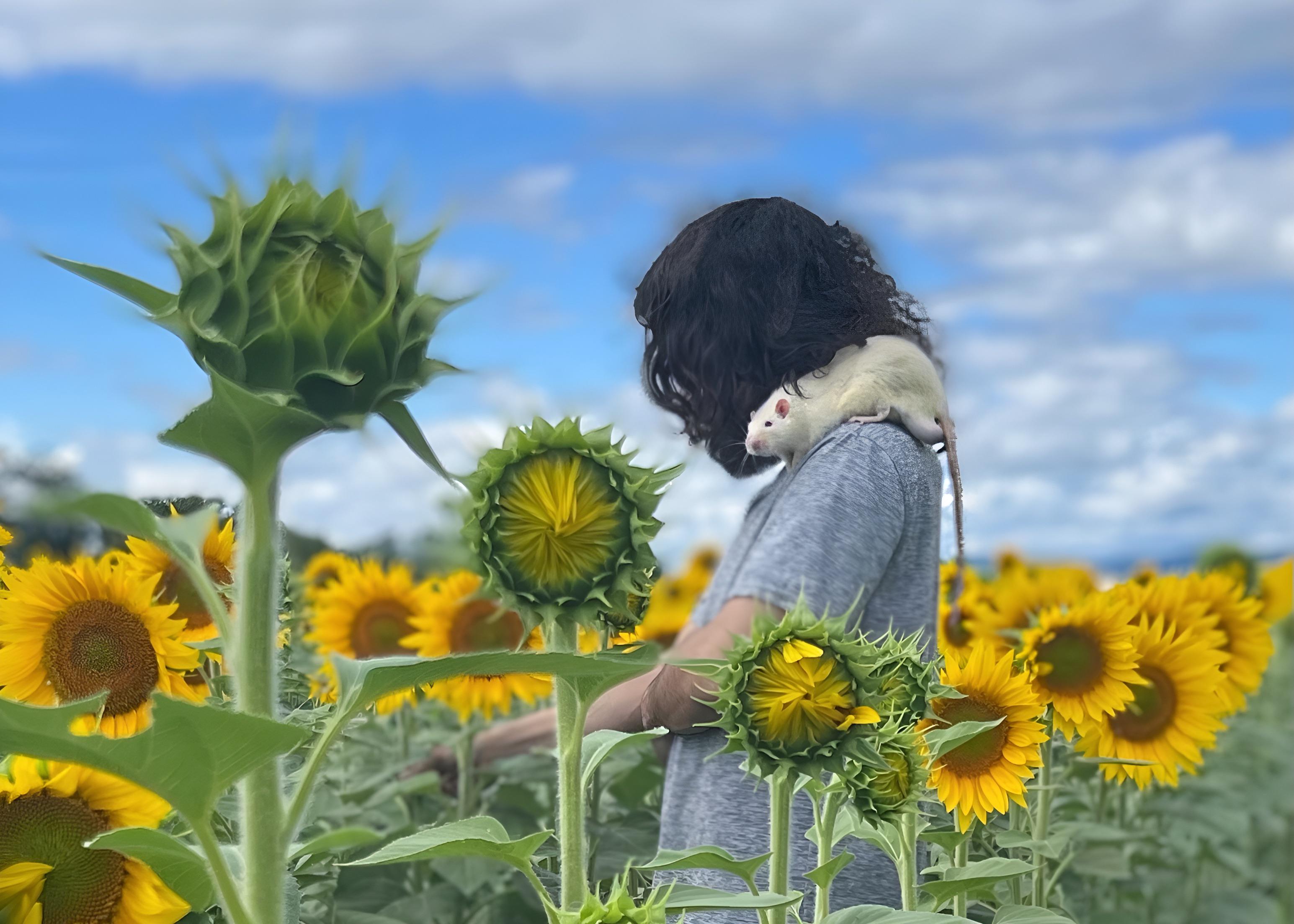 To be a rat in a sunflower field… | Scrolller