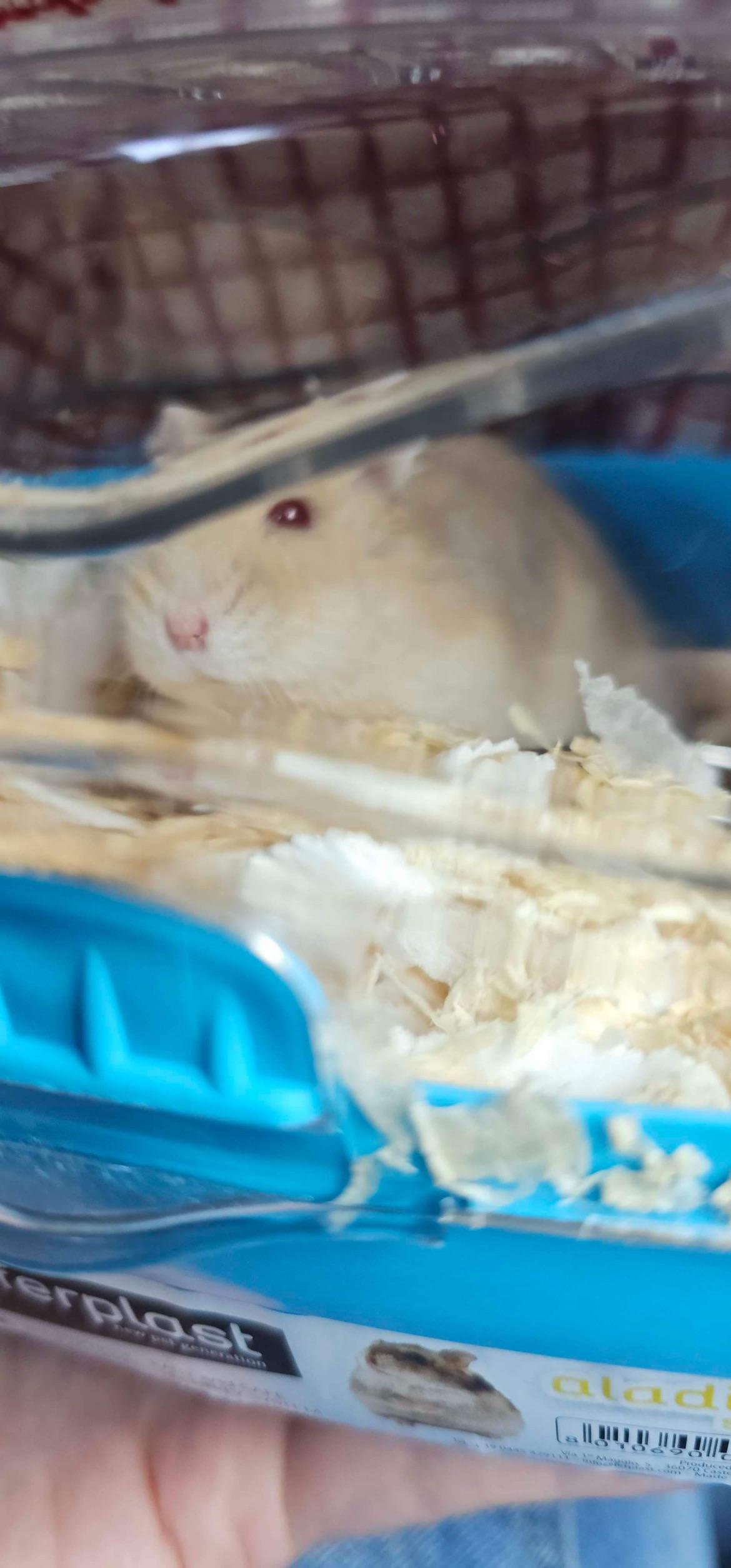 Hamster Just Passed | Scrolller