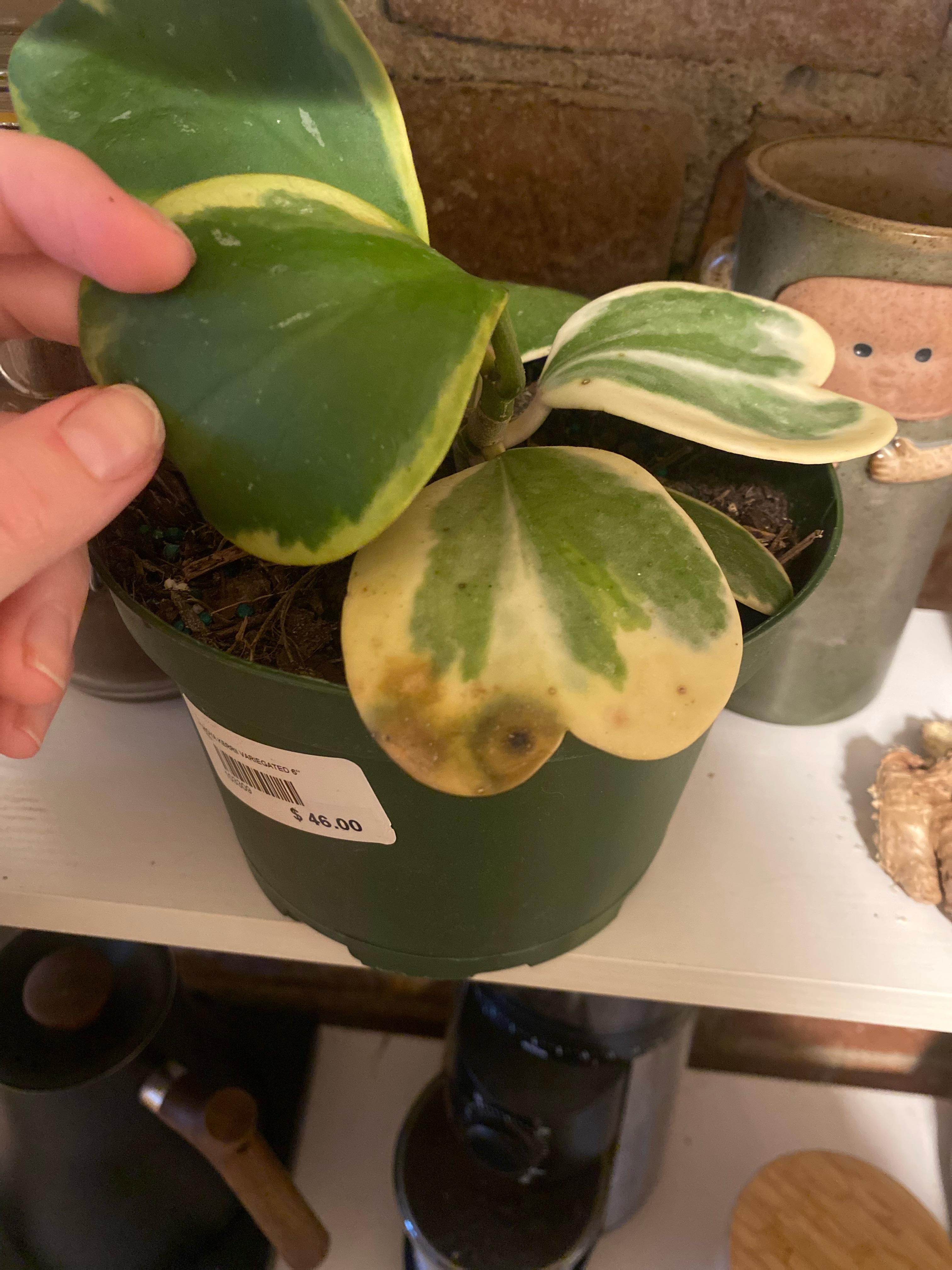 Help! Strange spot on hoya leaf | Scrolller