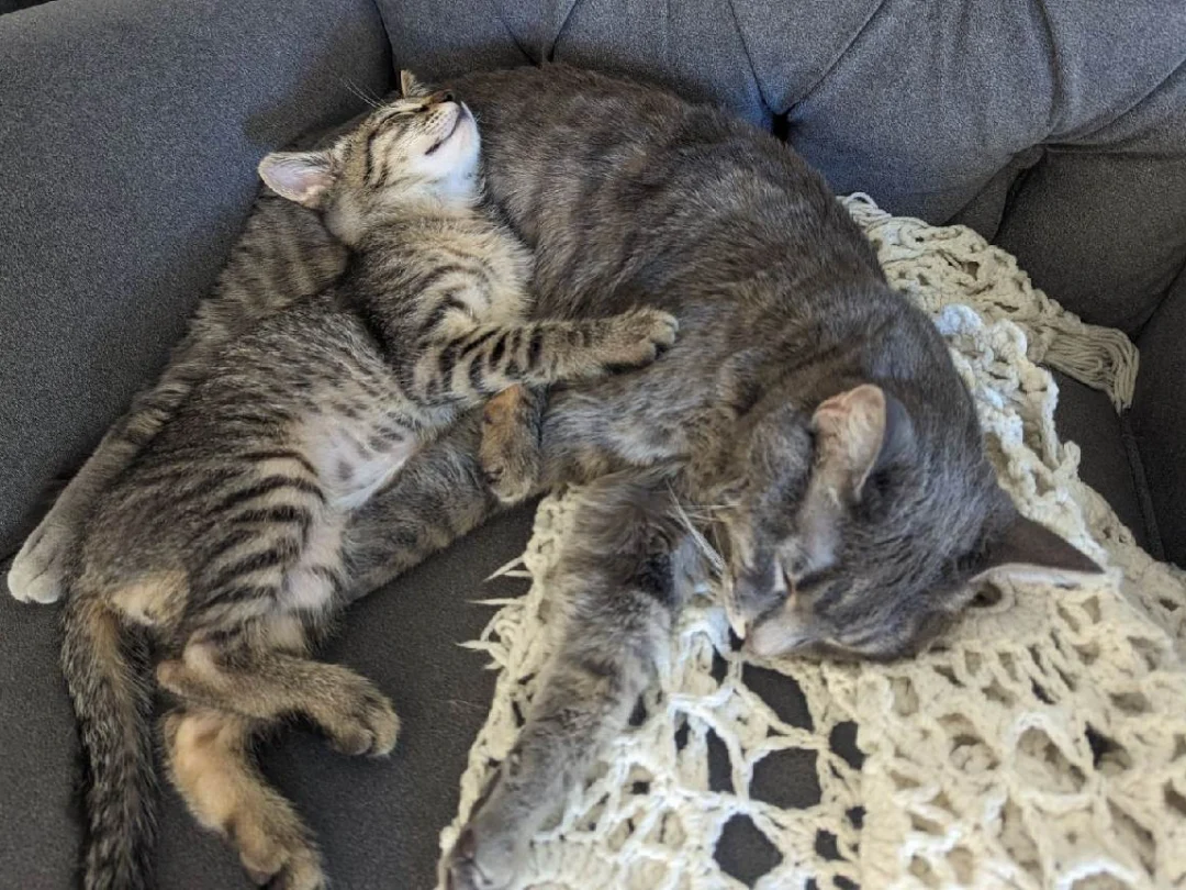 Foster kitten with his new big brother. So stinking adorable! | Scrolller