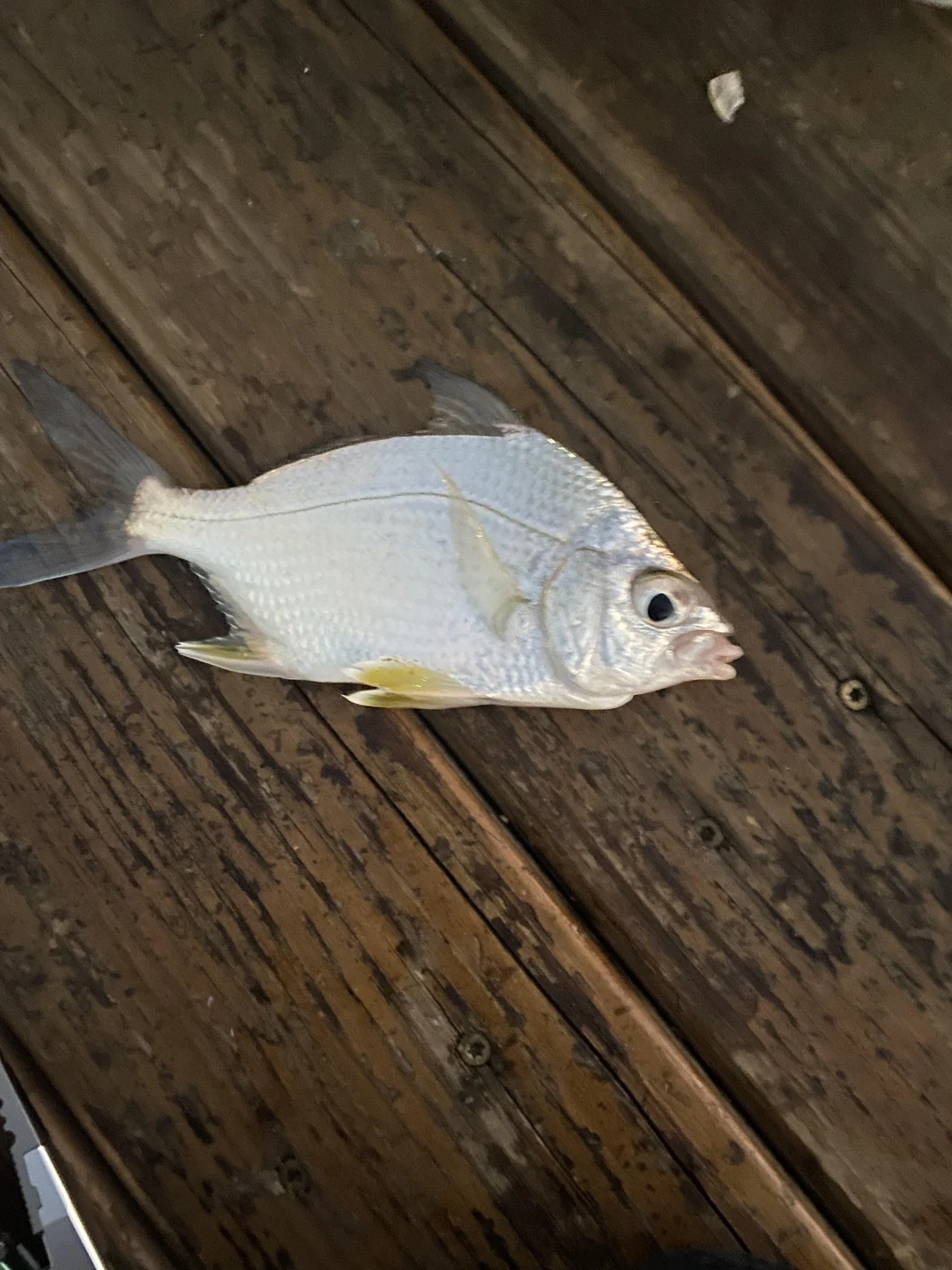 What kind of fish is this, caught in Marathon Florida | Scrolller