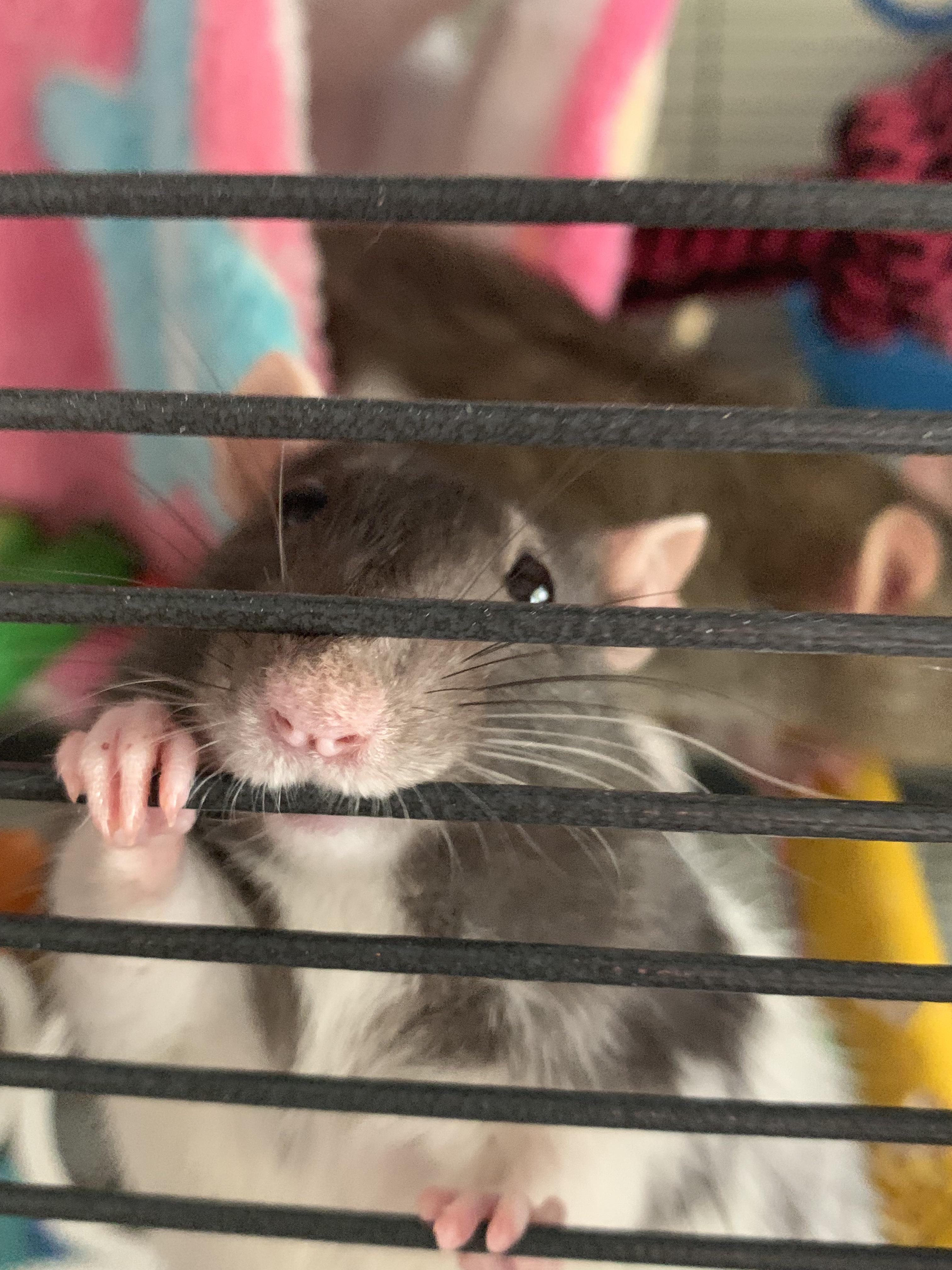 Mabel :) | Scrolller