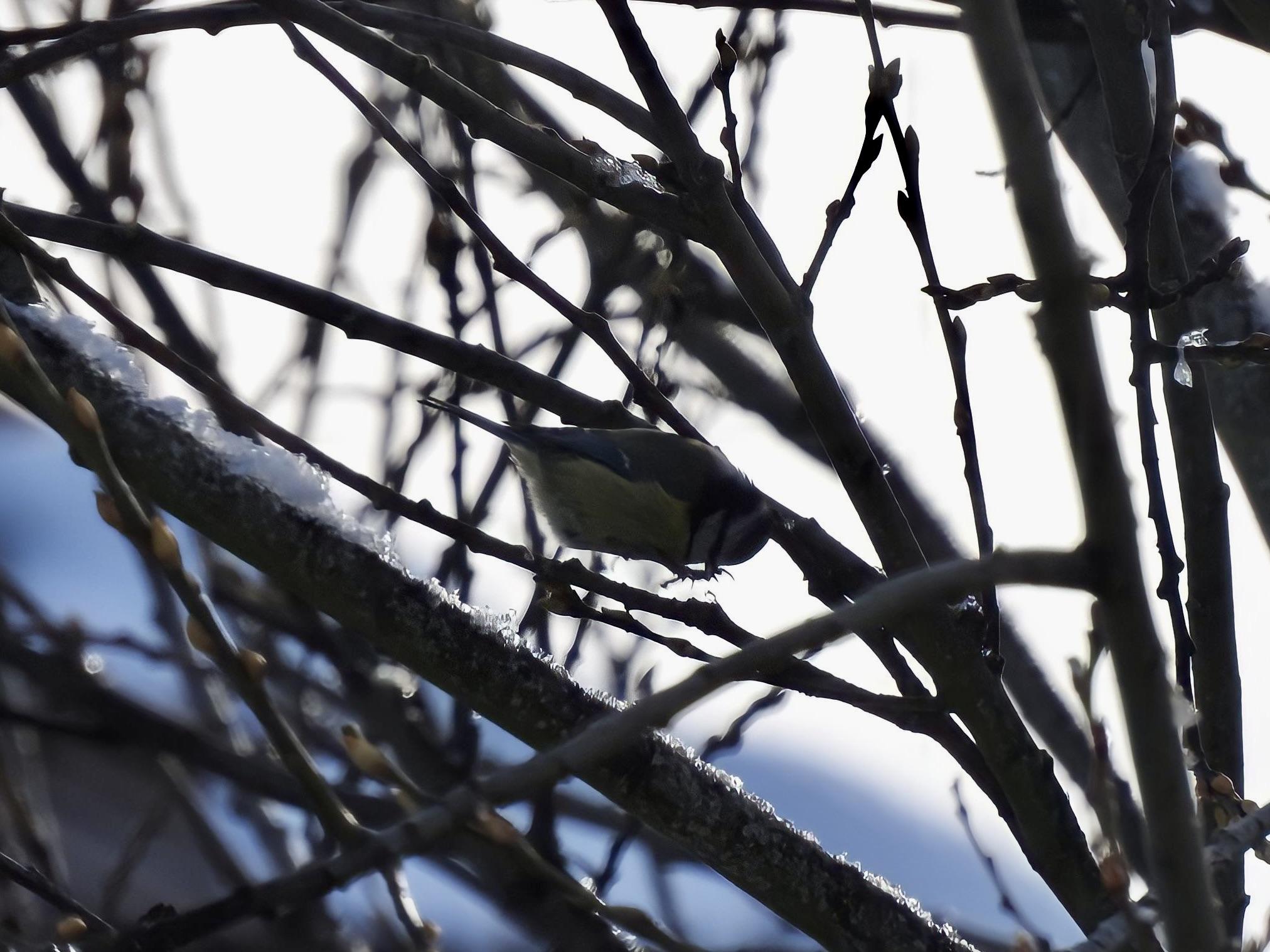 Blue tit practicing high jump | Scrolller