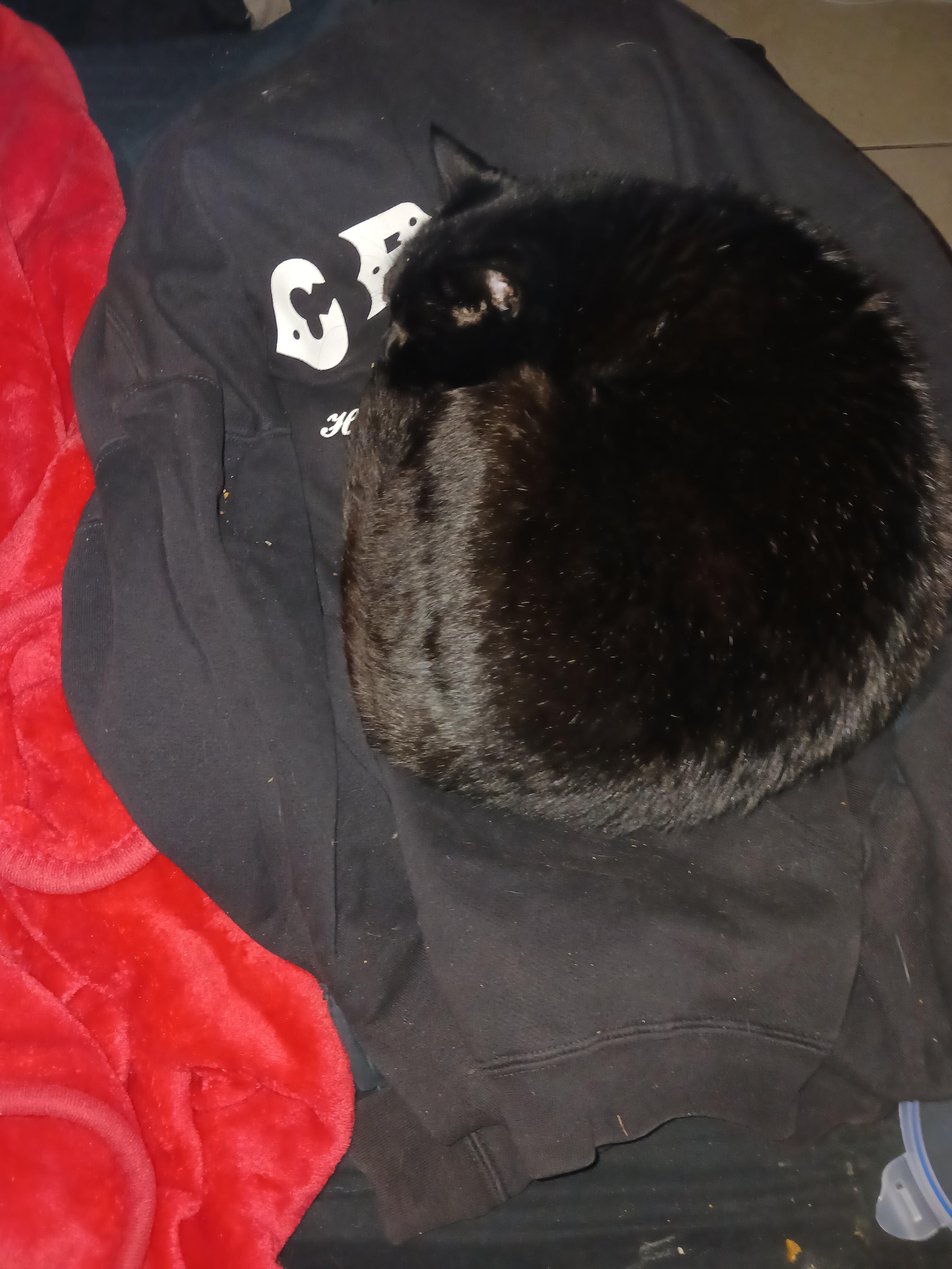 CBGB & the Gourmandizing Void Cat | Scrolller