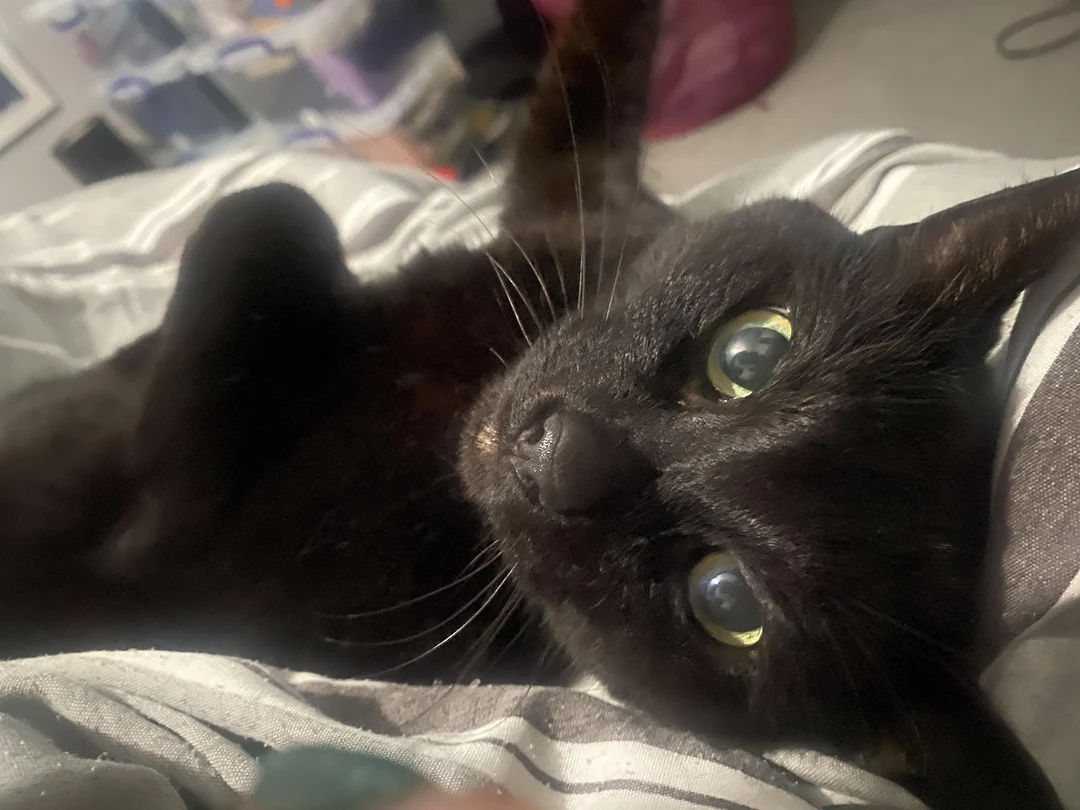 This is Olly 🐈‍⬛ he’s so handsome and he’s my furbaby soulmate 🥺🥰 | Scrolller