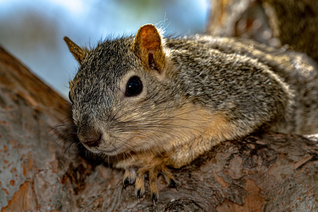 CutiePie Squirrel | Scrolller