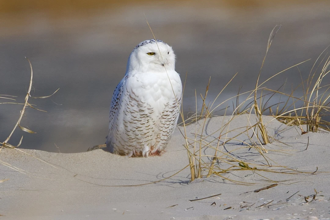 Snowy owl | Scrolller