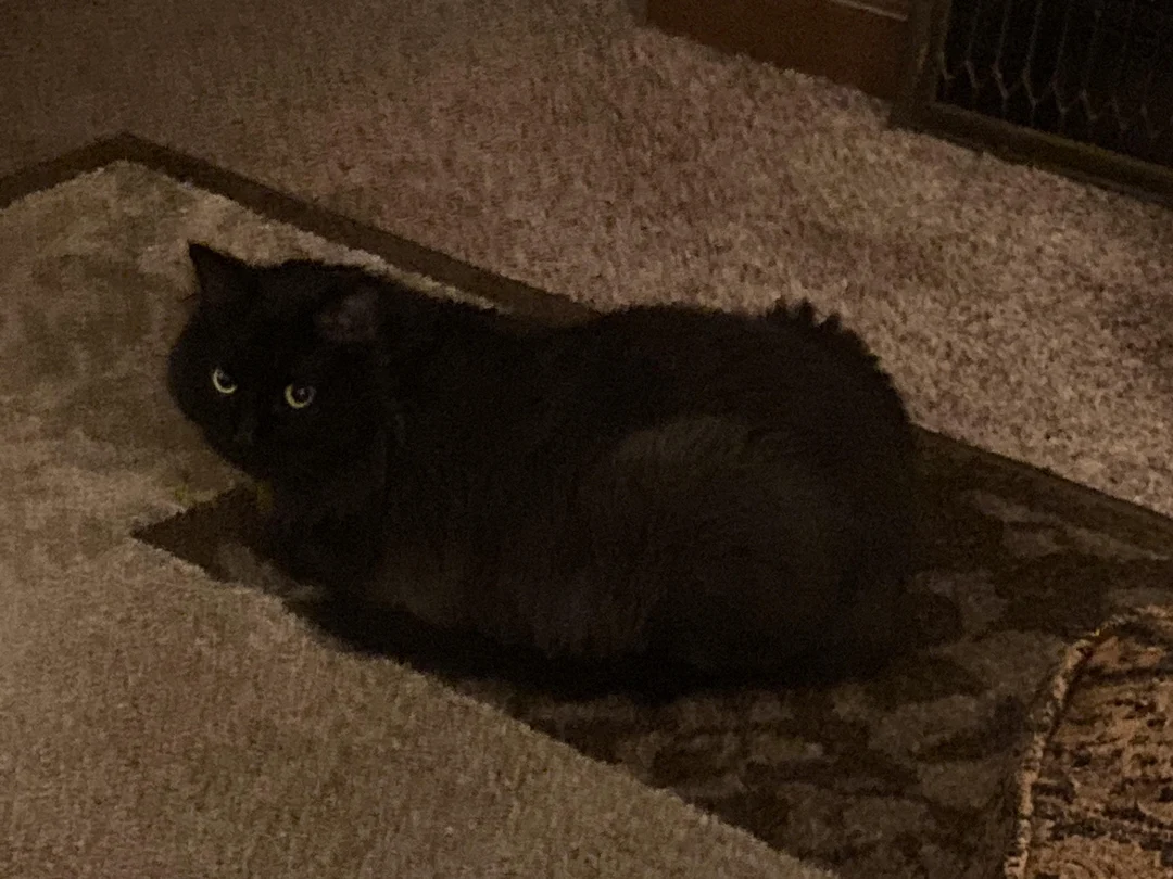 My burnt loaf on the new rug | Scrolller