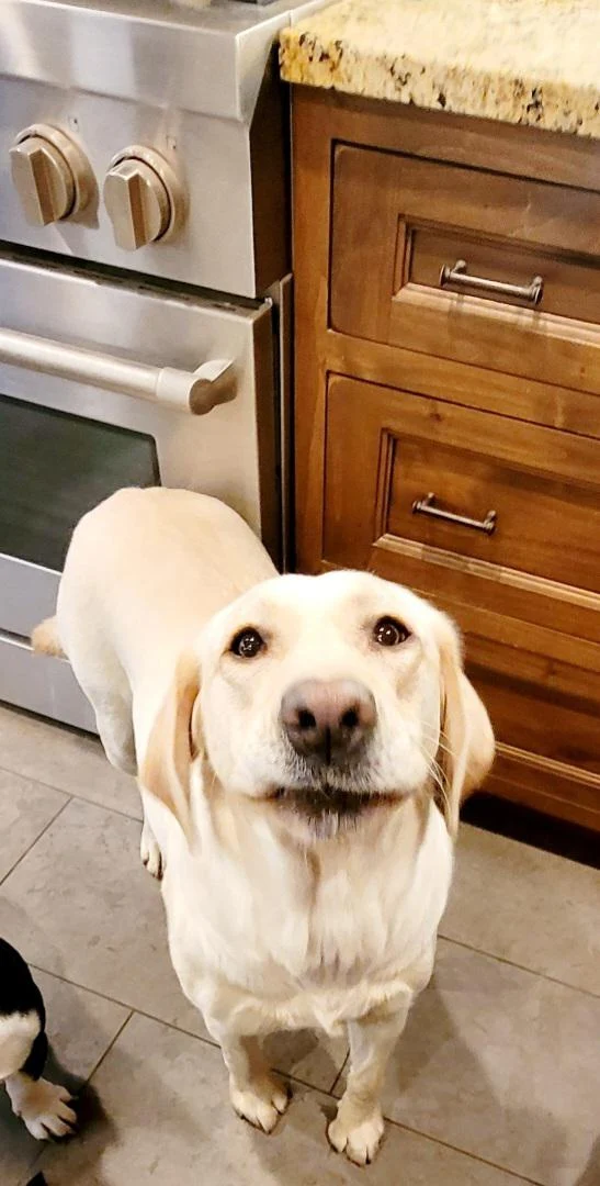 River begging for more peanut butter | Scrolller