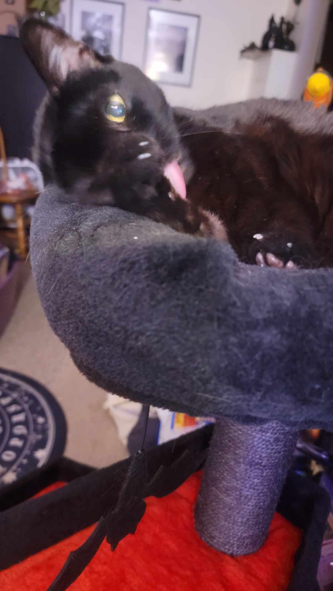 Girlfriend's void | Scrolller