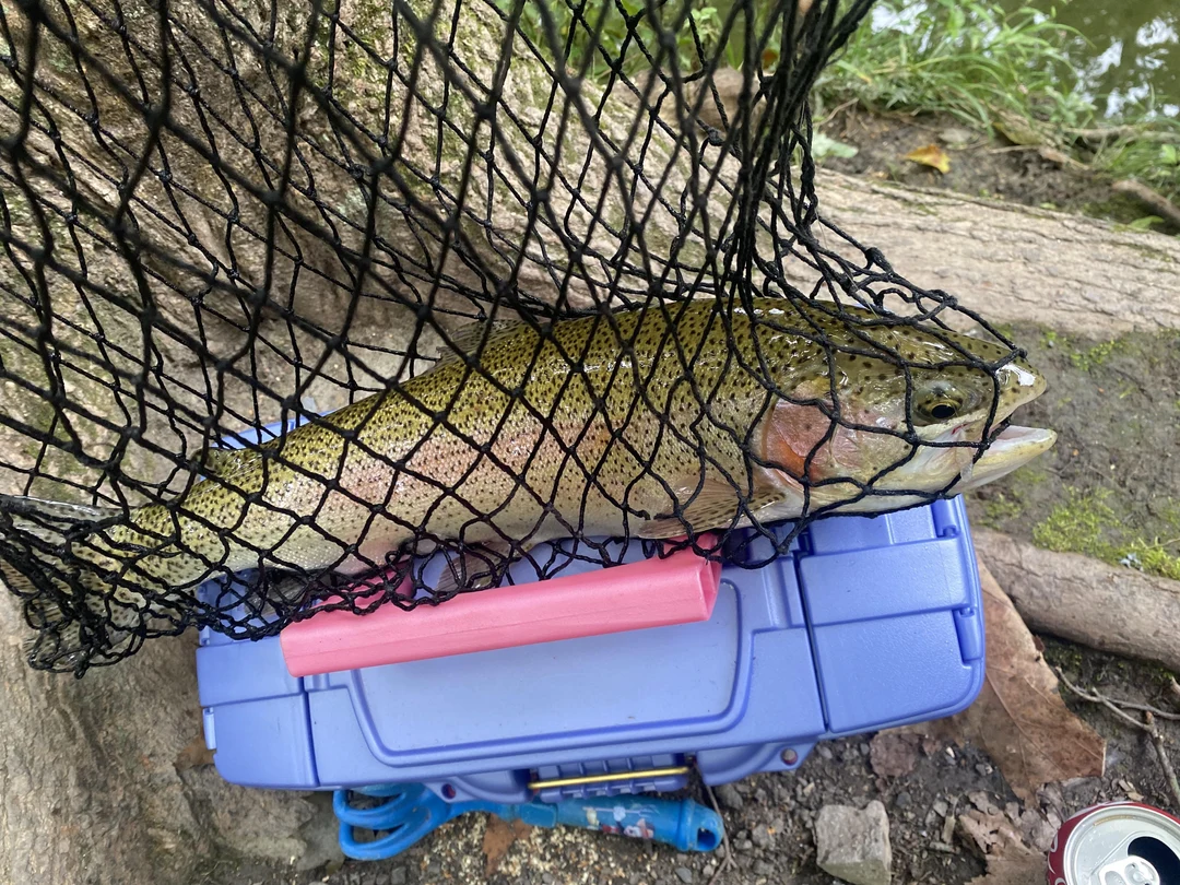 PB Rainbow | Scrolller