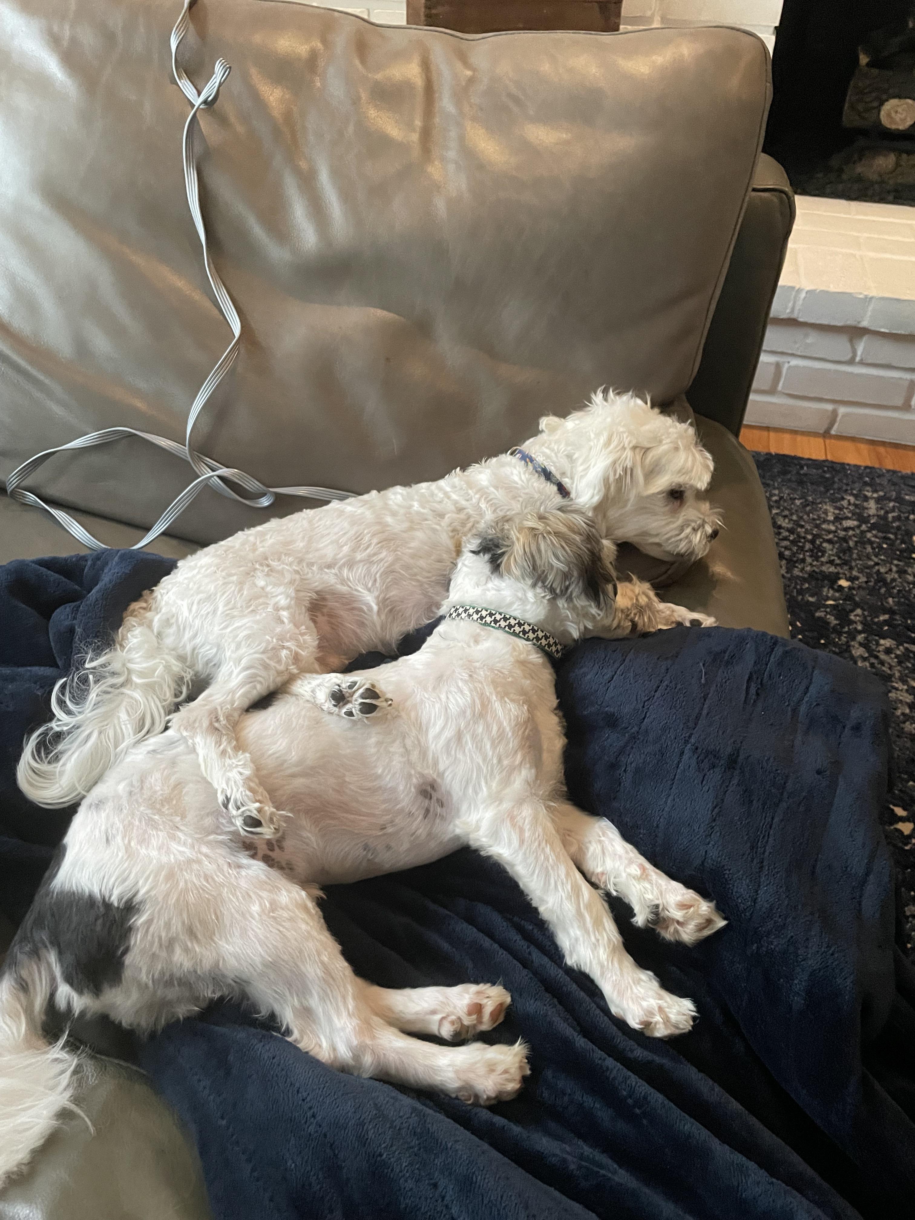 Theodore and his new brother George (morkie) might like each other after all! | Scrolller